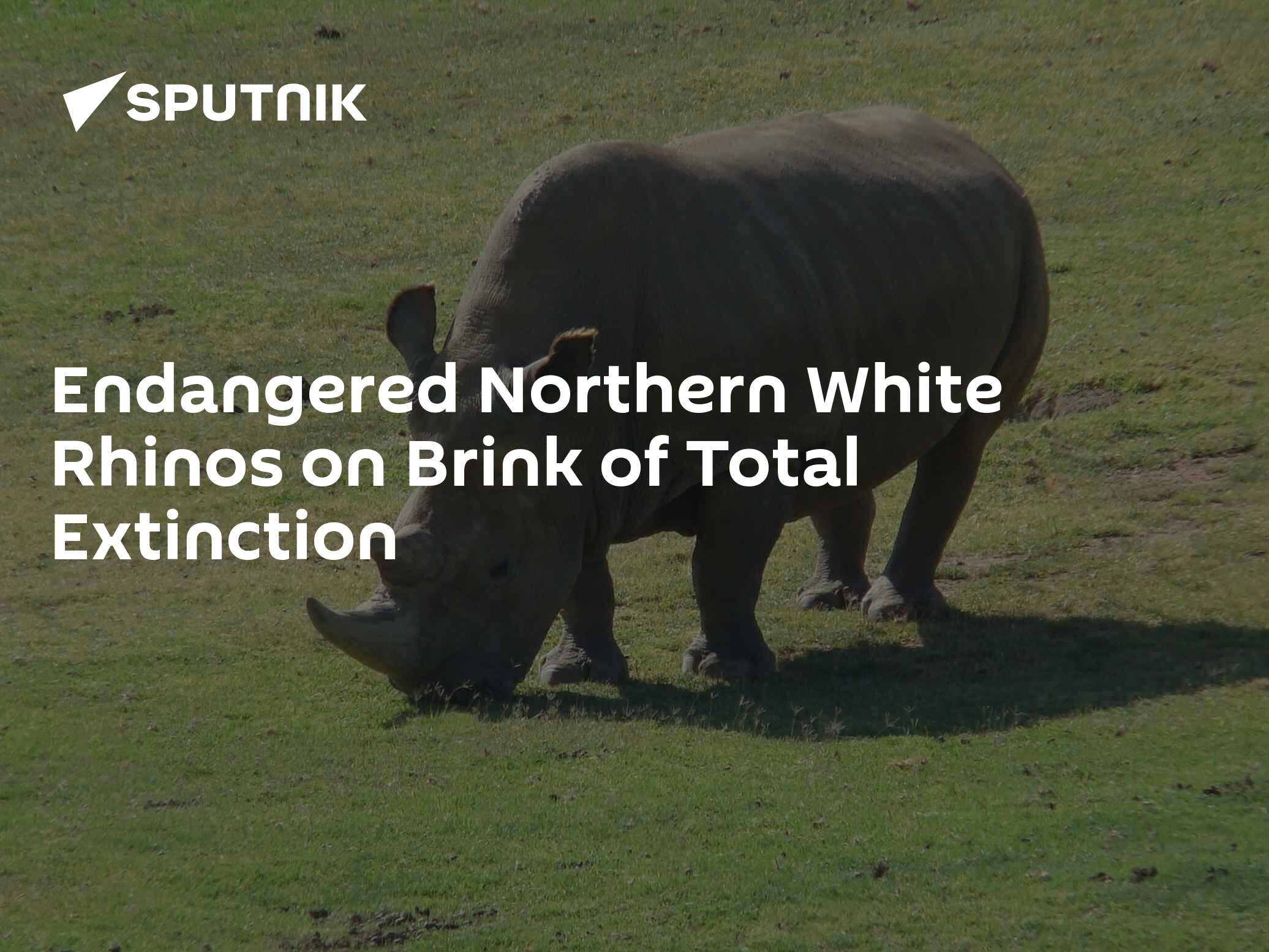 Endangered Northern White Rhinos on Brink of Total Extinction - 15.12. ...