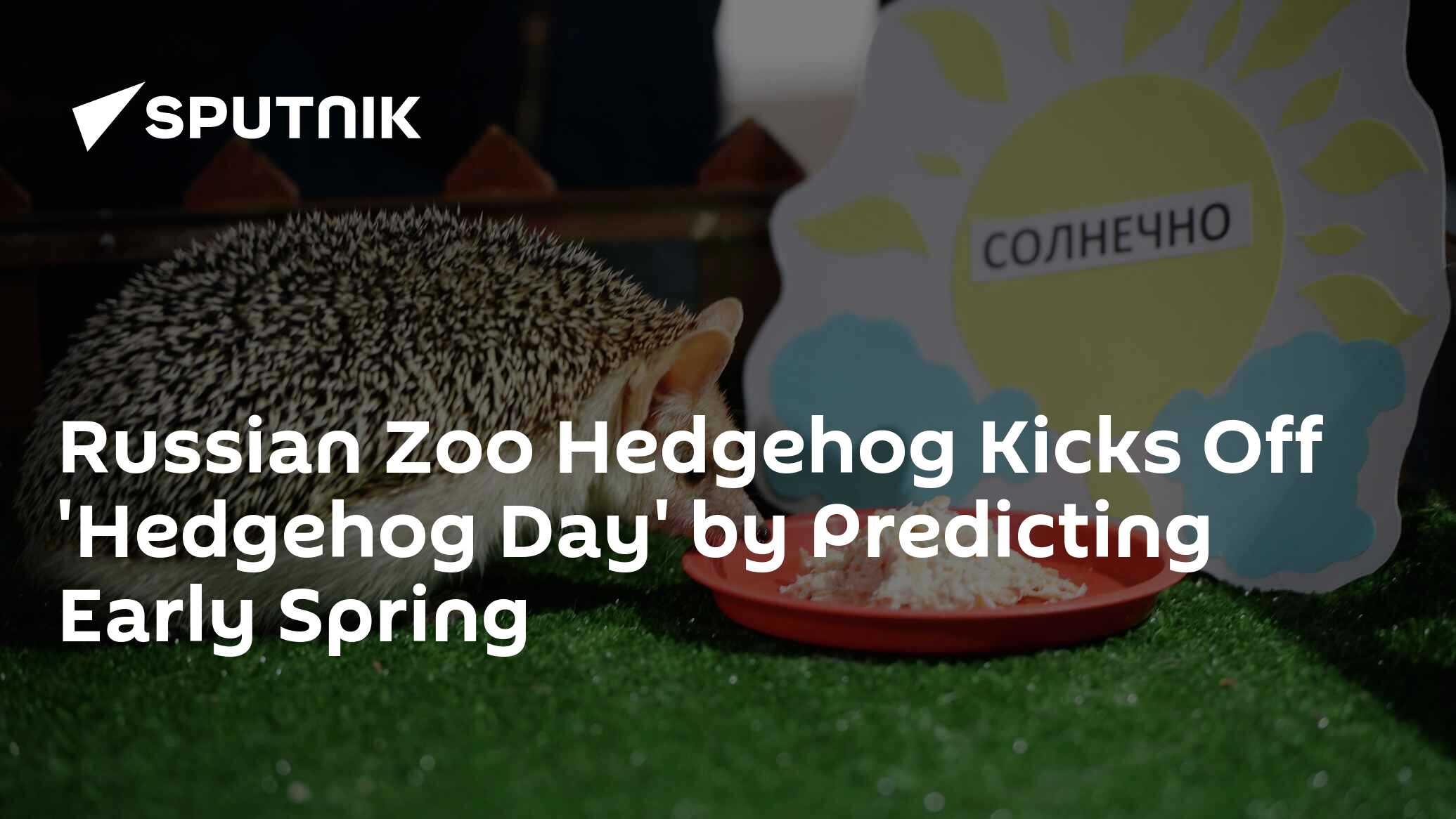 Russian Zoo Hedgehog Kicks Off 'Hedgehog Day' by Predicting Early ...