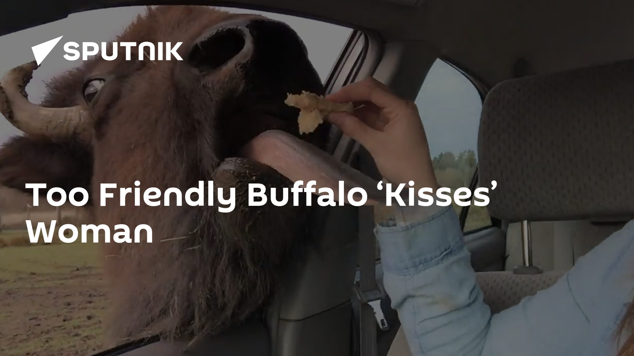 Too Friendly Buffalo ‘Kisses’ Woman - 10.03.2015, Sputnik International