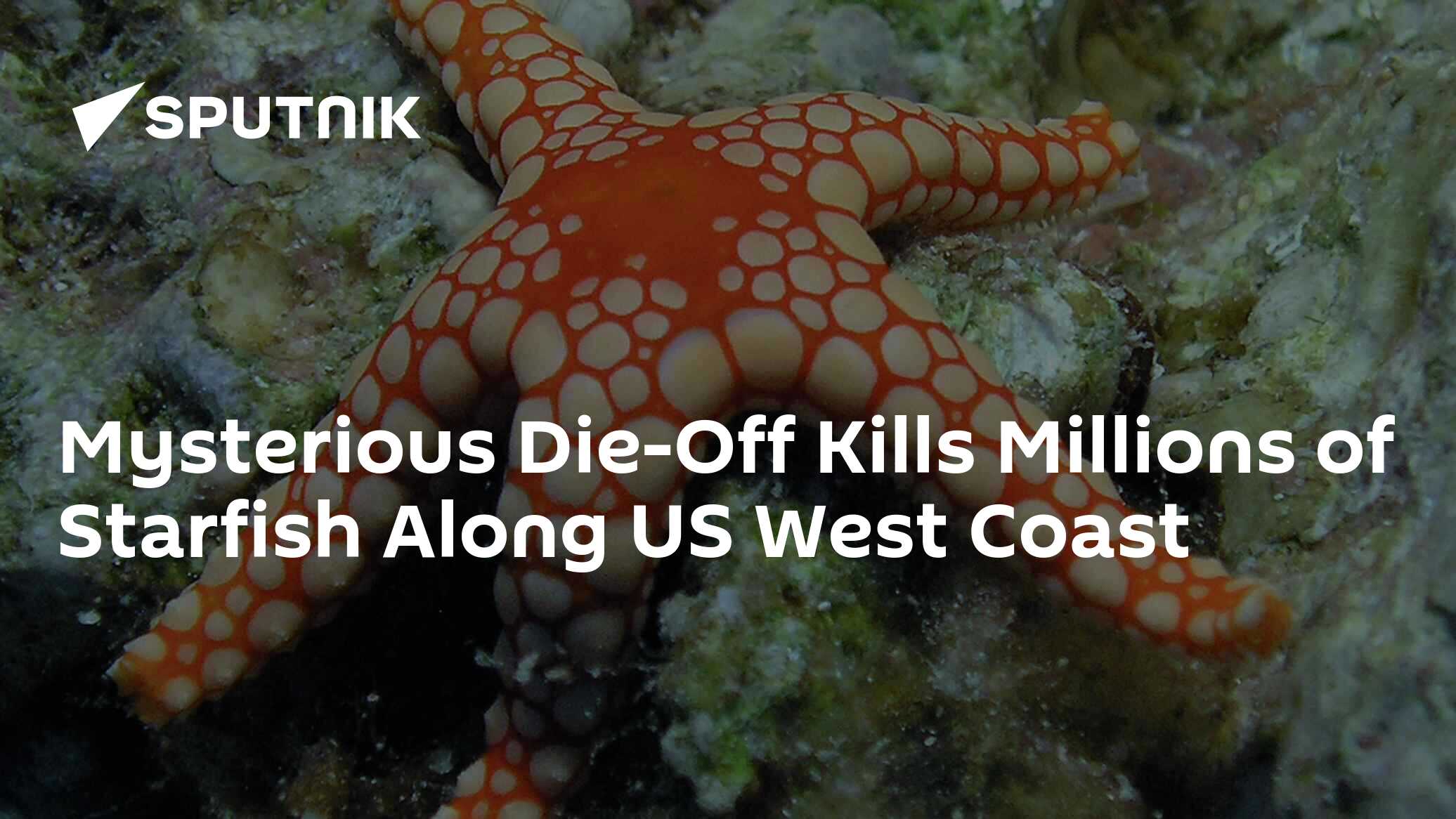 Mysterious Die-Off Kills Millions of Starfish Along US West Coast - 12. ...