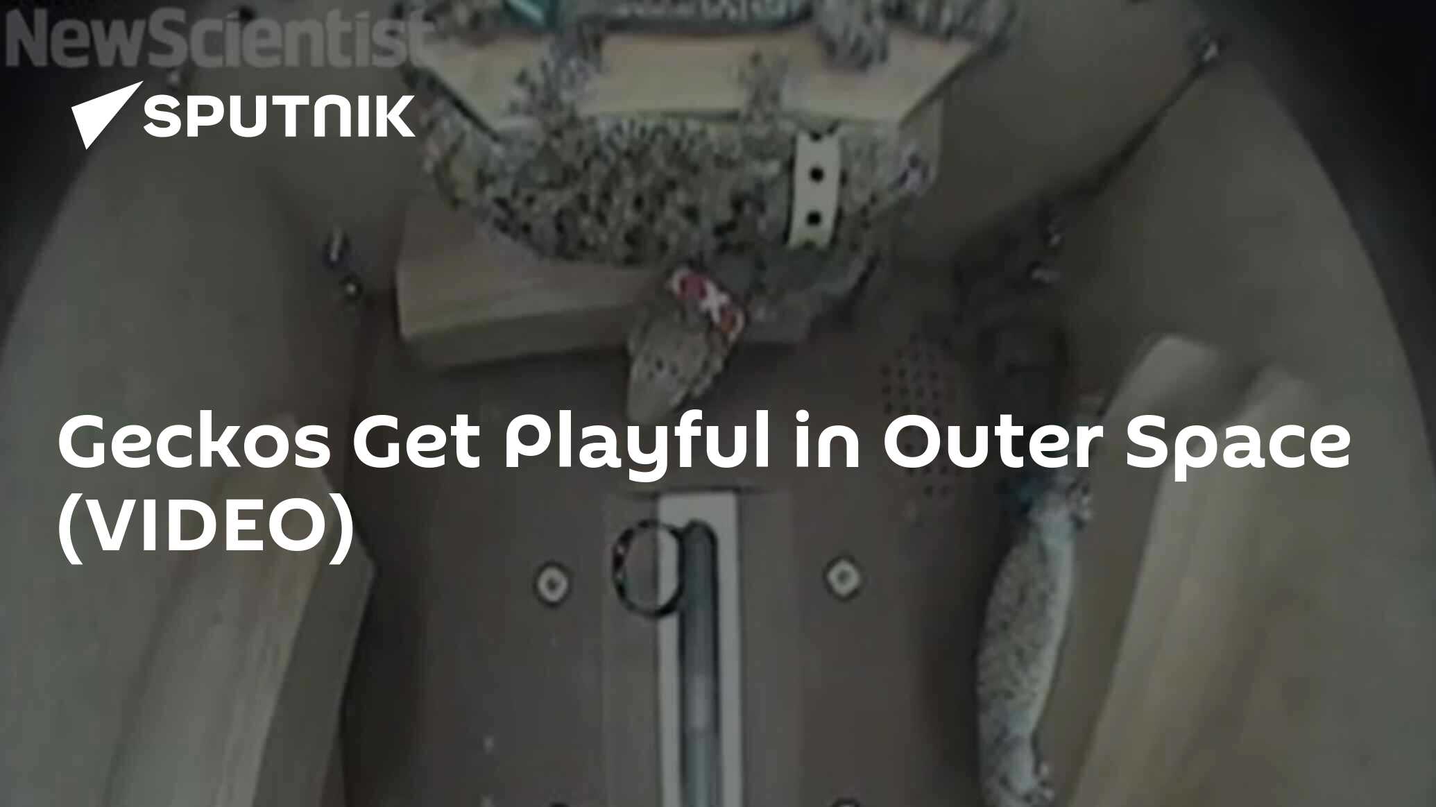 Geckos Get Playful in Outer Space (VIDEO) - 22.04.2015, Sputnik ...