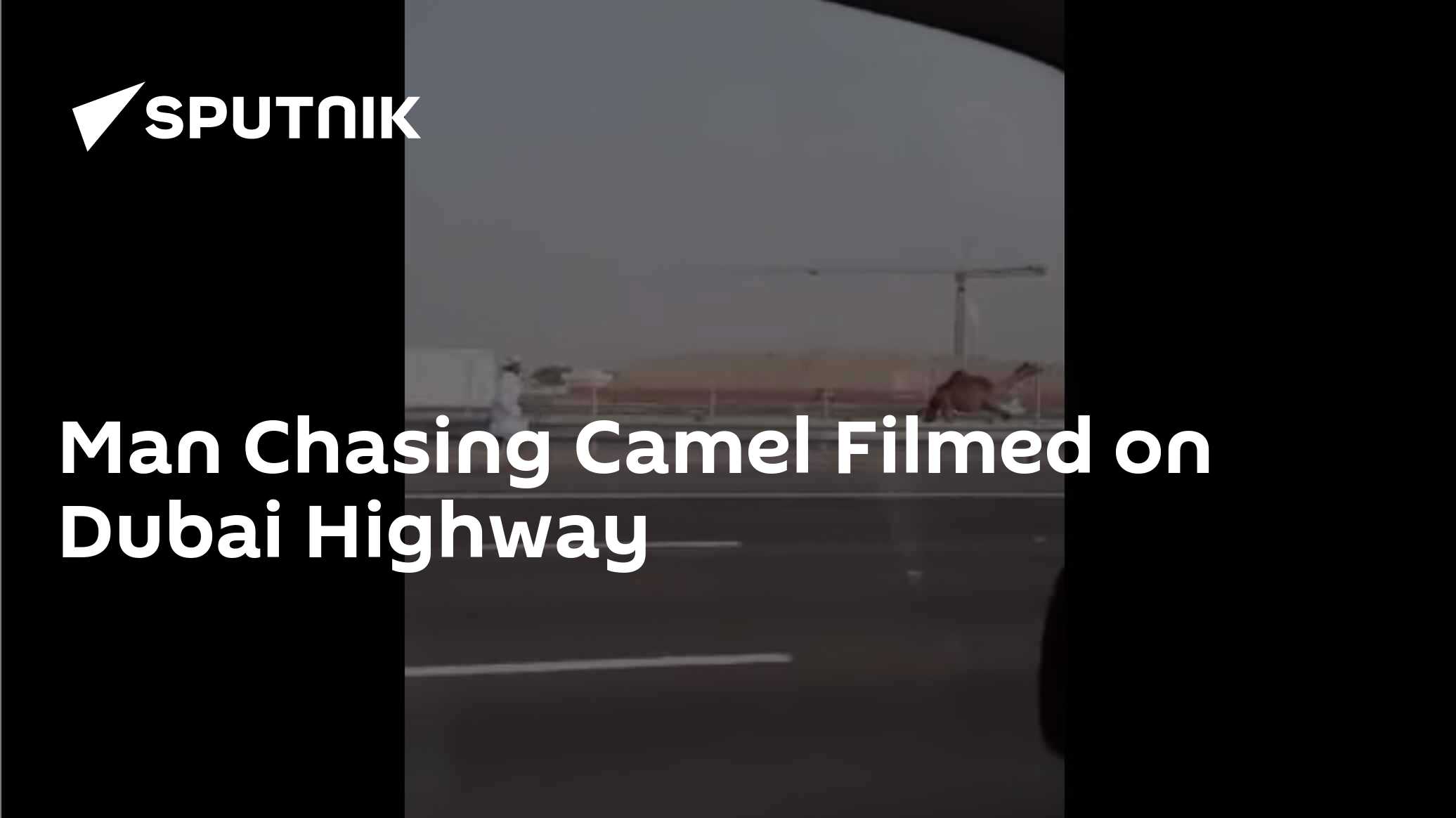 Man Chasing Camel Filmed on Dubai Highway - 04.05.2015, Sputnik ...