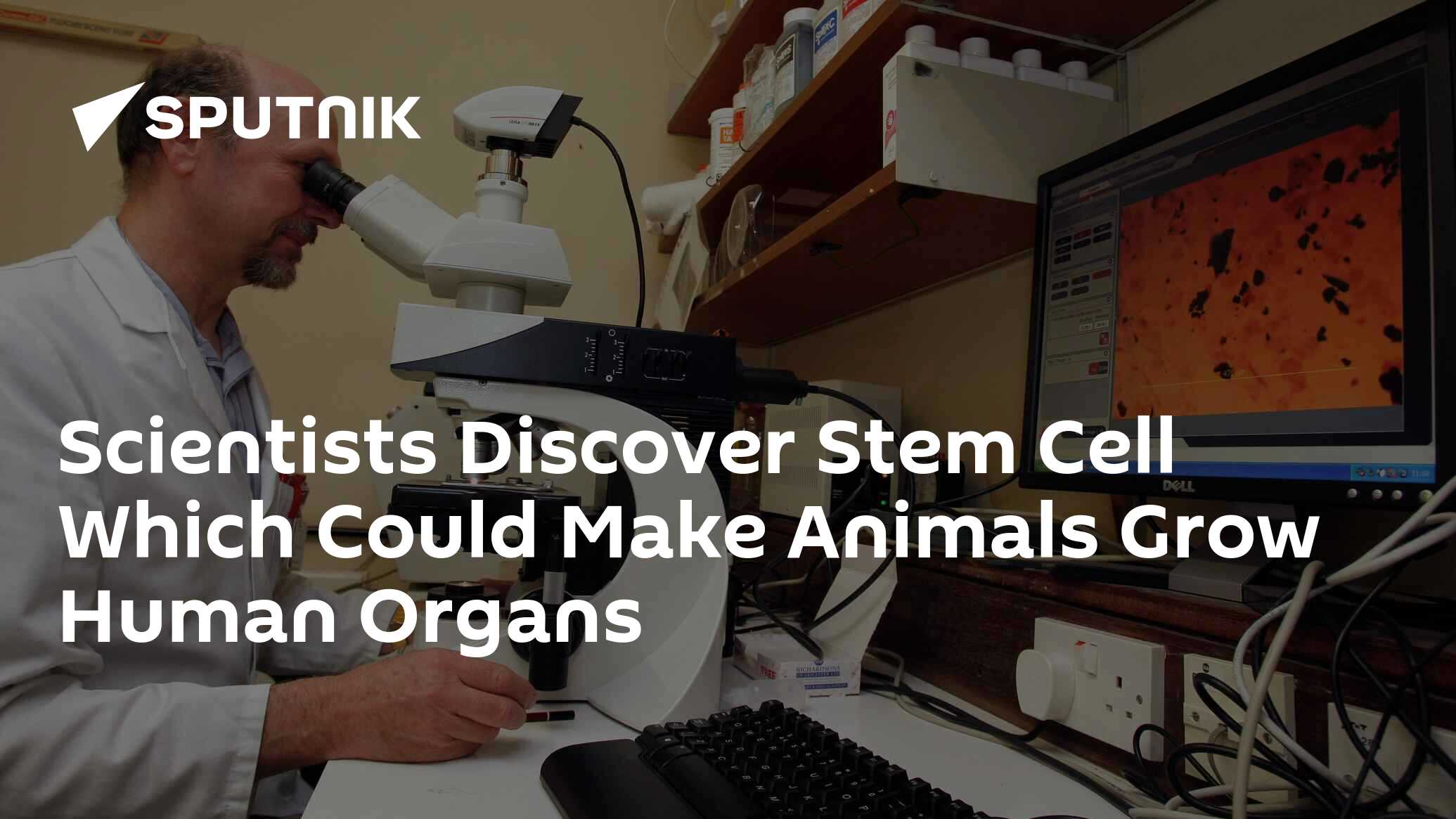 Scientists Discover Stem Cell Which Could Make Animals Grow Human ...