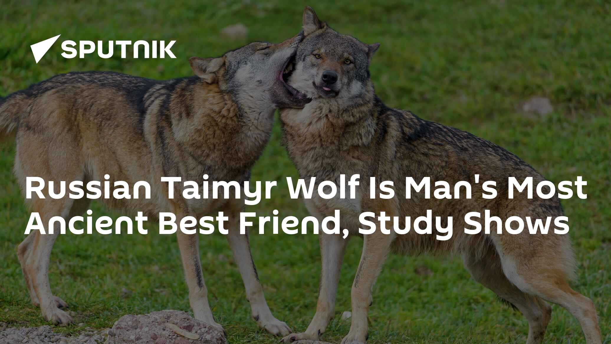Russian Taimyr Wolf Is Man's Most Ancient Best Friend, Study Shows - 22 ...