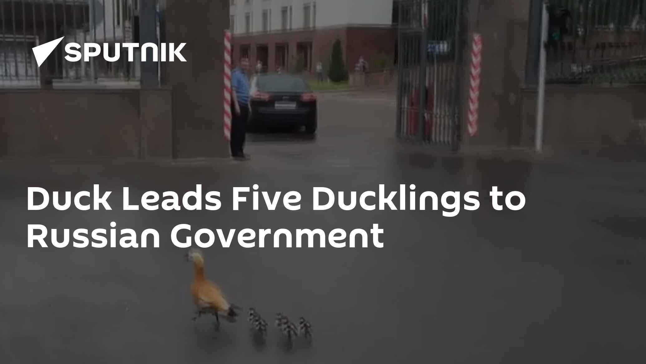 Duck Leads Five Ducklings to Russian Government - 29.05.2015, Sputnik ...