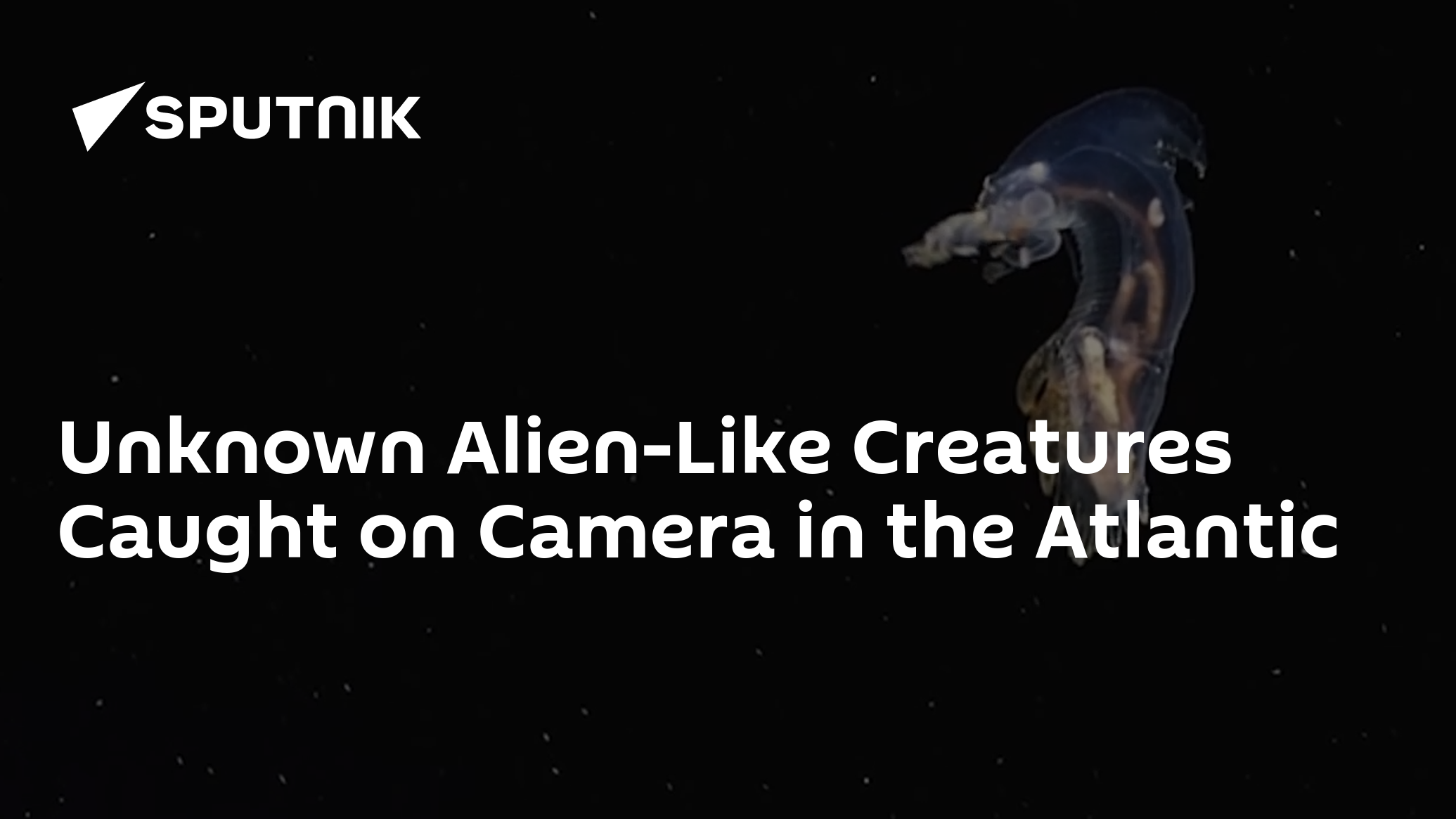Unknown Alien-Like Creatures Caught on Camera in the Atlantic - 12.06. ...