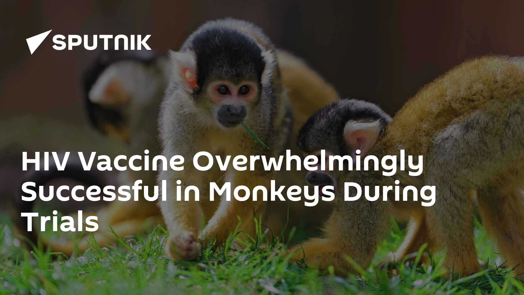 HIV Vaccine Overwhelmingly Successful in Monkeys During Trials - 02.07. ...