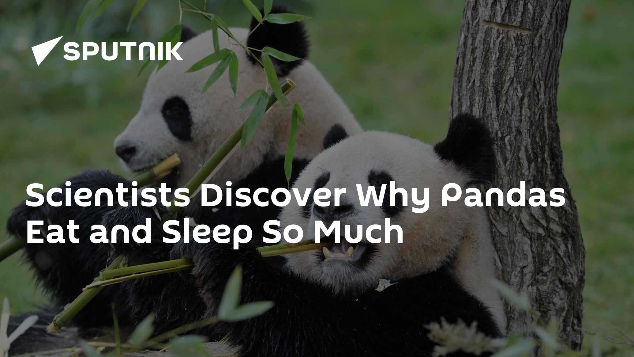 Scientists Discover Why Pandas Eat and Sleep So Much - 10.07.2015 ...