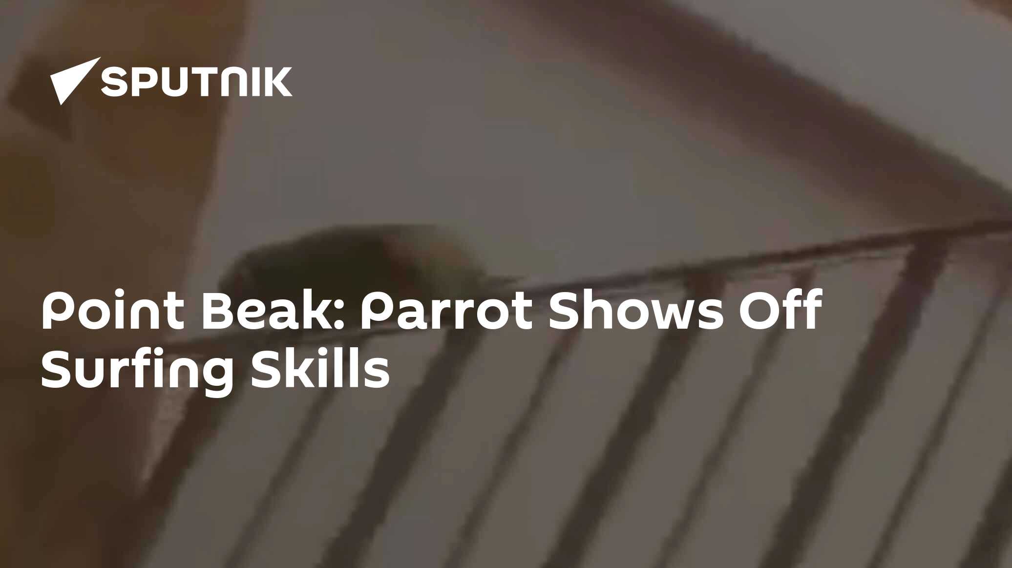 Point Beak: Parrot Shows Off Surfing Skills - 09.08.2015, Sputnik ...