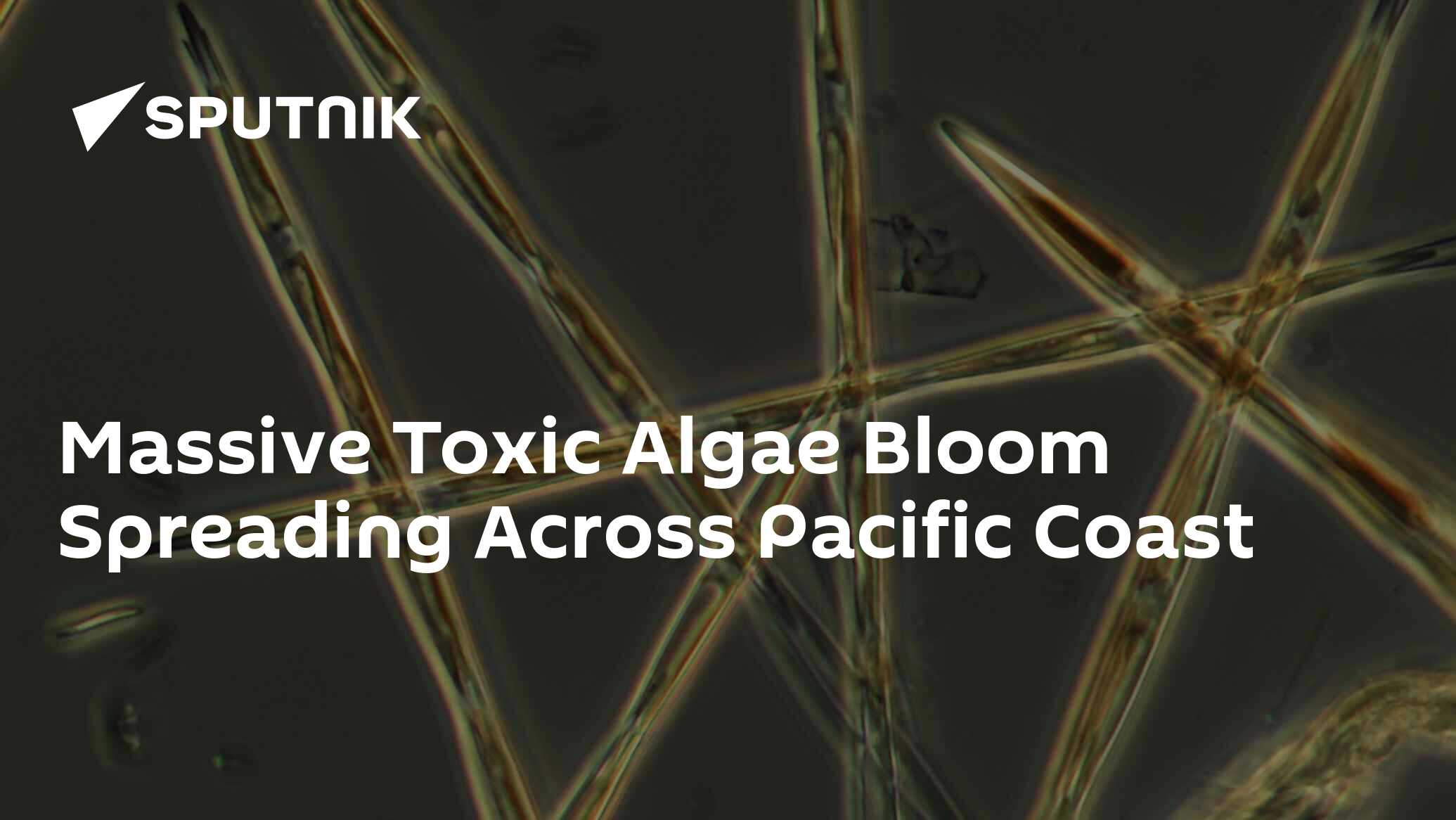 Massive Toxic Algae Bloom Spreading Across Pacific Coast - 09.08.2015 ...