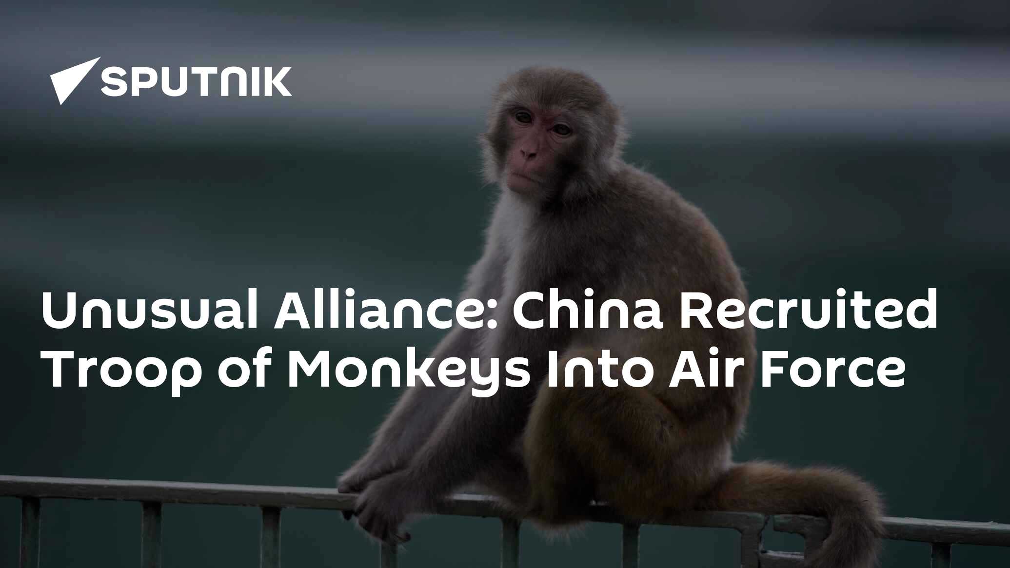 Unusual Alliance: China Recruited Troop of Monkeys Into Air Force - 31. ...