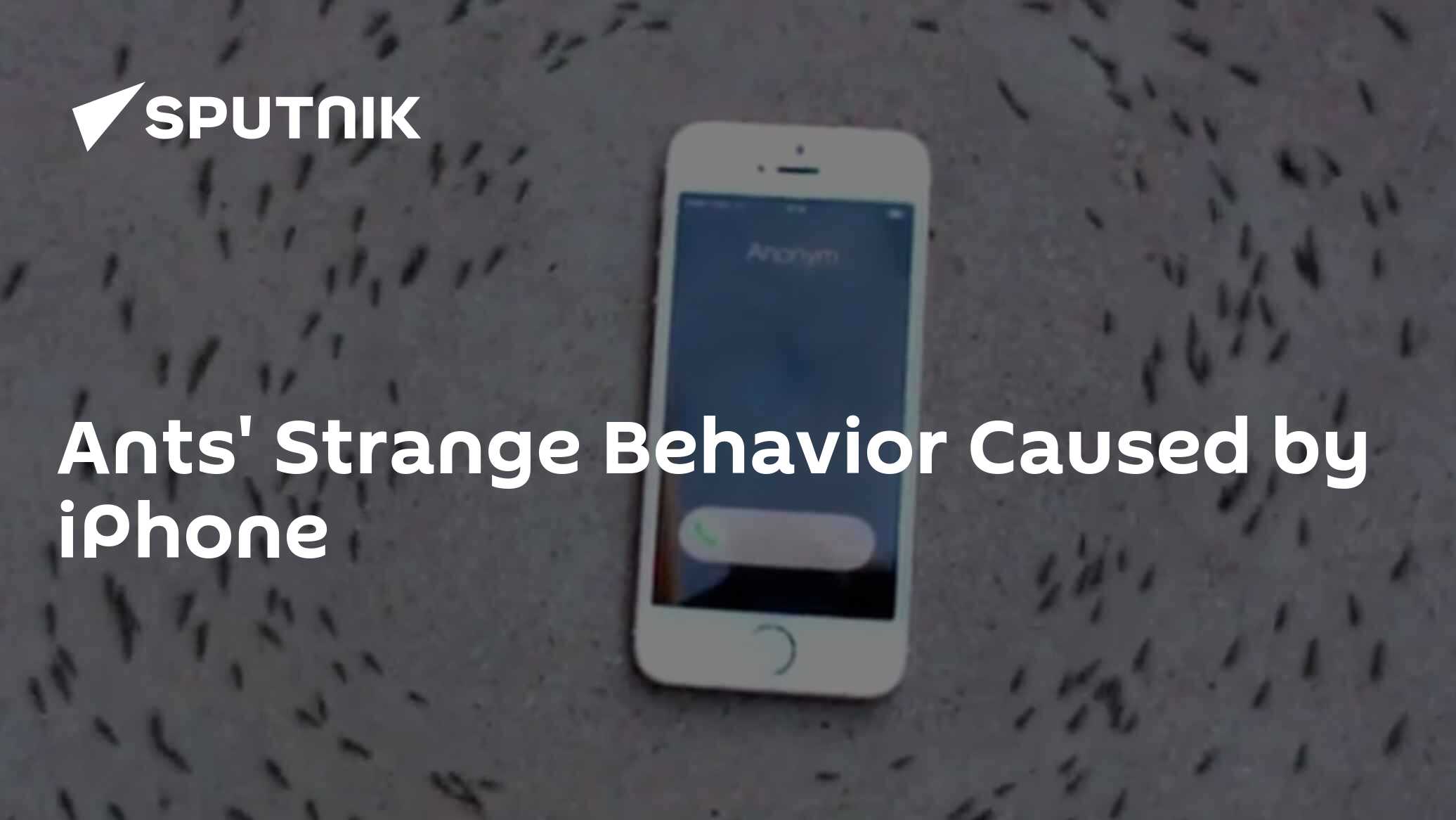 Ants' Strange Behavior Caused by iPhone - 06.09.2015, Sputnik International