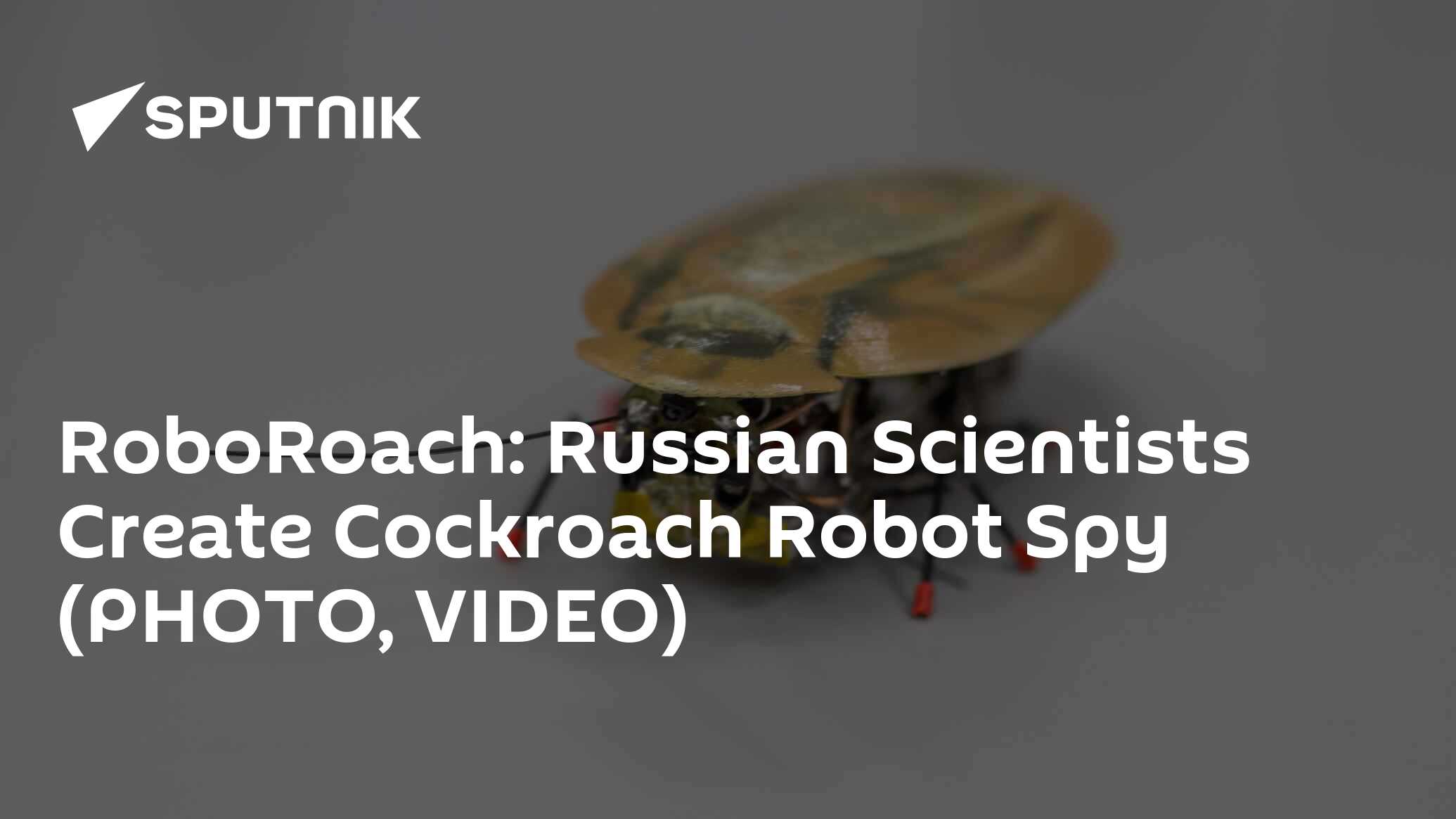 RoboRoach: Russian Scientists Create Cockroach Robot Spy (PHOTO, VIDEO ...