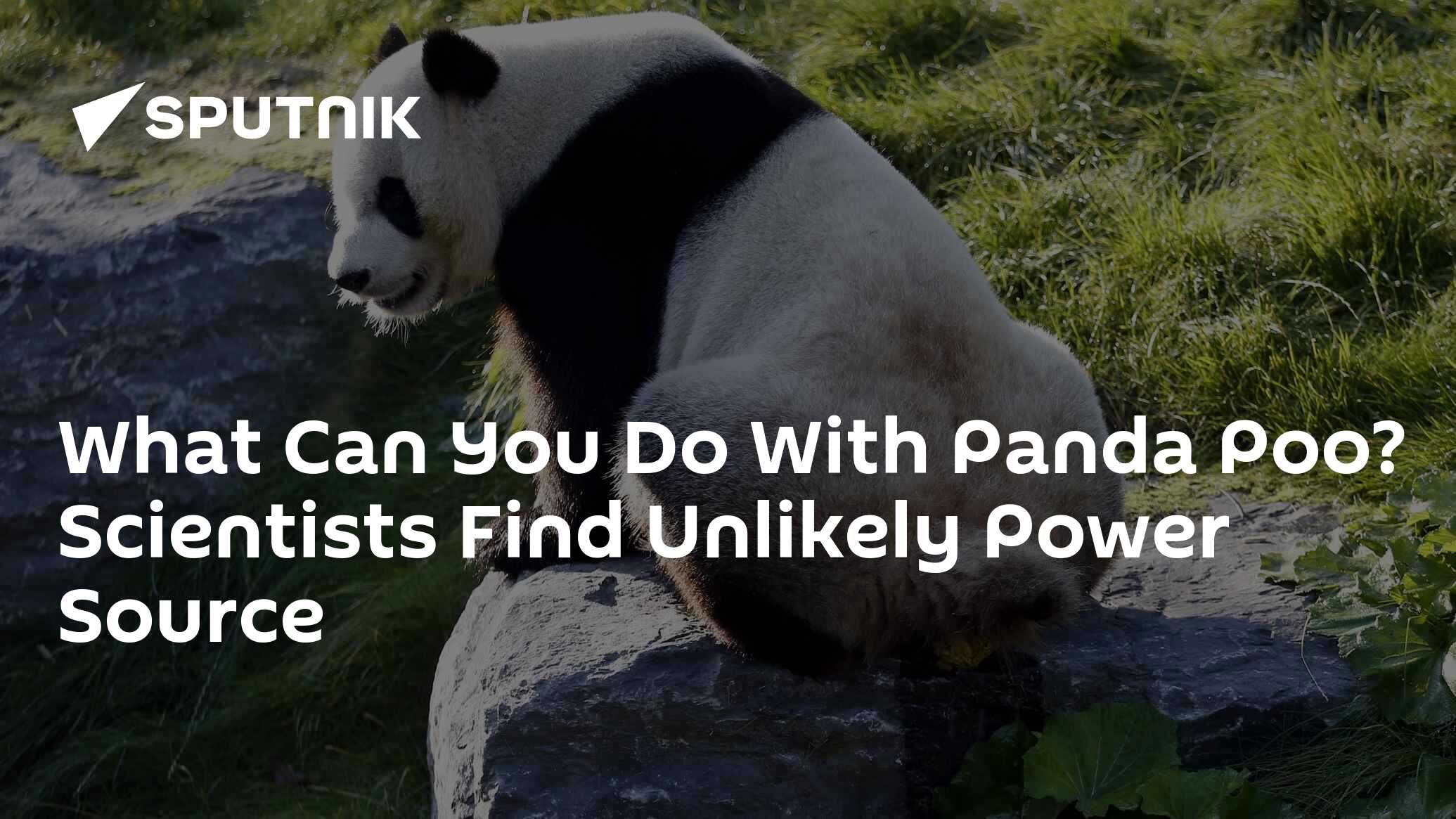 What Can You Do With Panda Poo? Scientists Find Unlikely Power Source ...