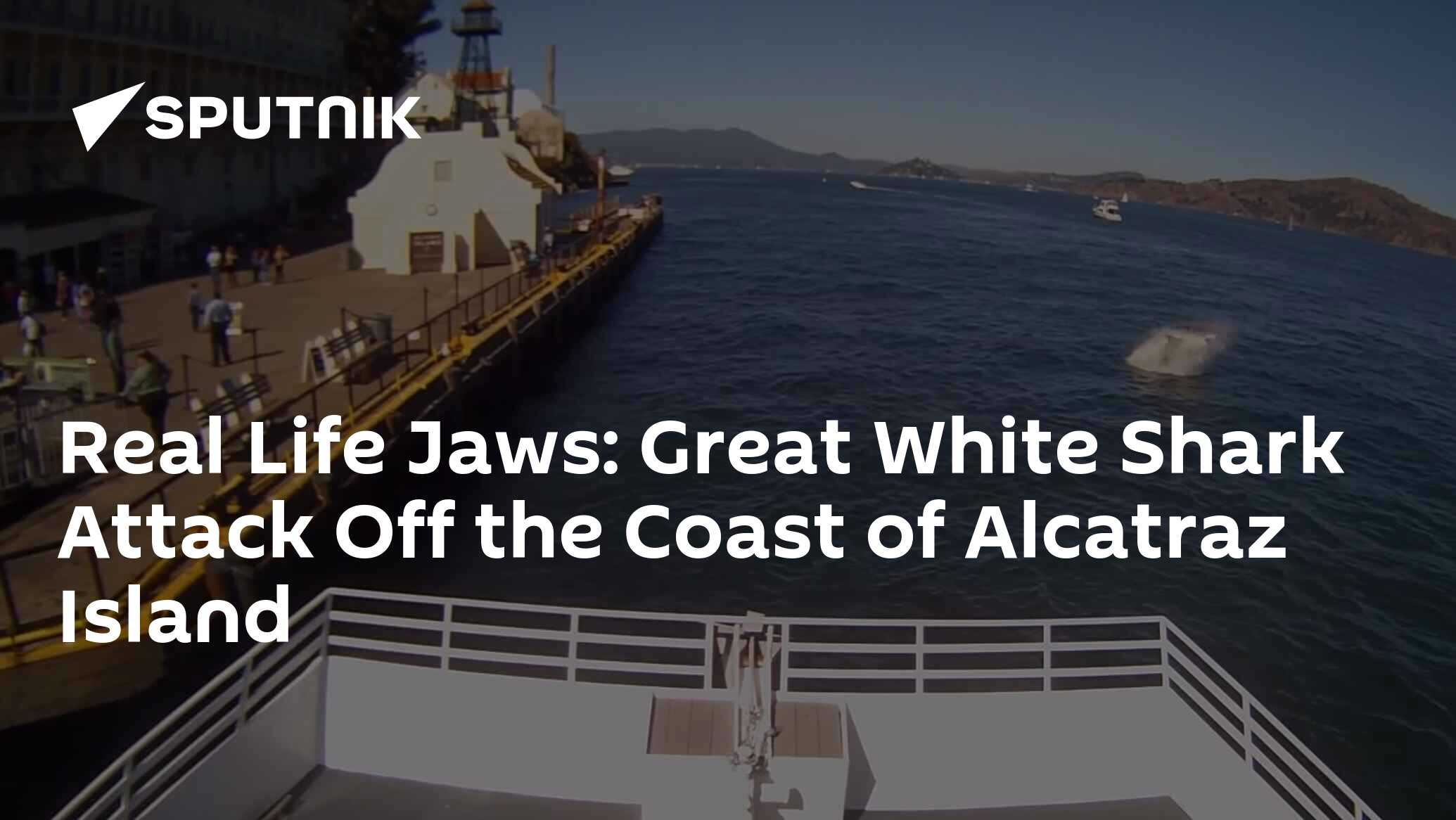 Real Life Jaws: Great White Shark Attack Off the Coast of Alcatraz ...