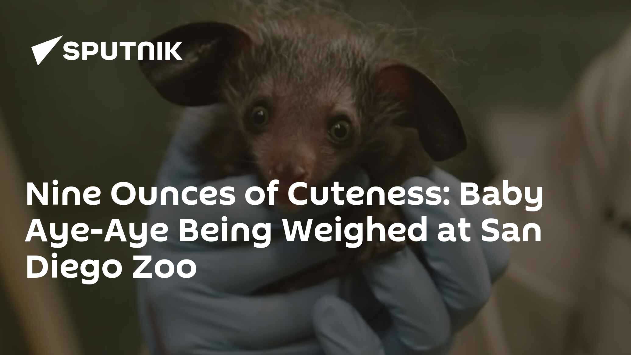 Nine Ounces of Cuteness: Baby Aye-Aye Being Weighed at San Diego Zoo ...
