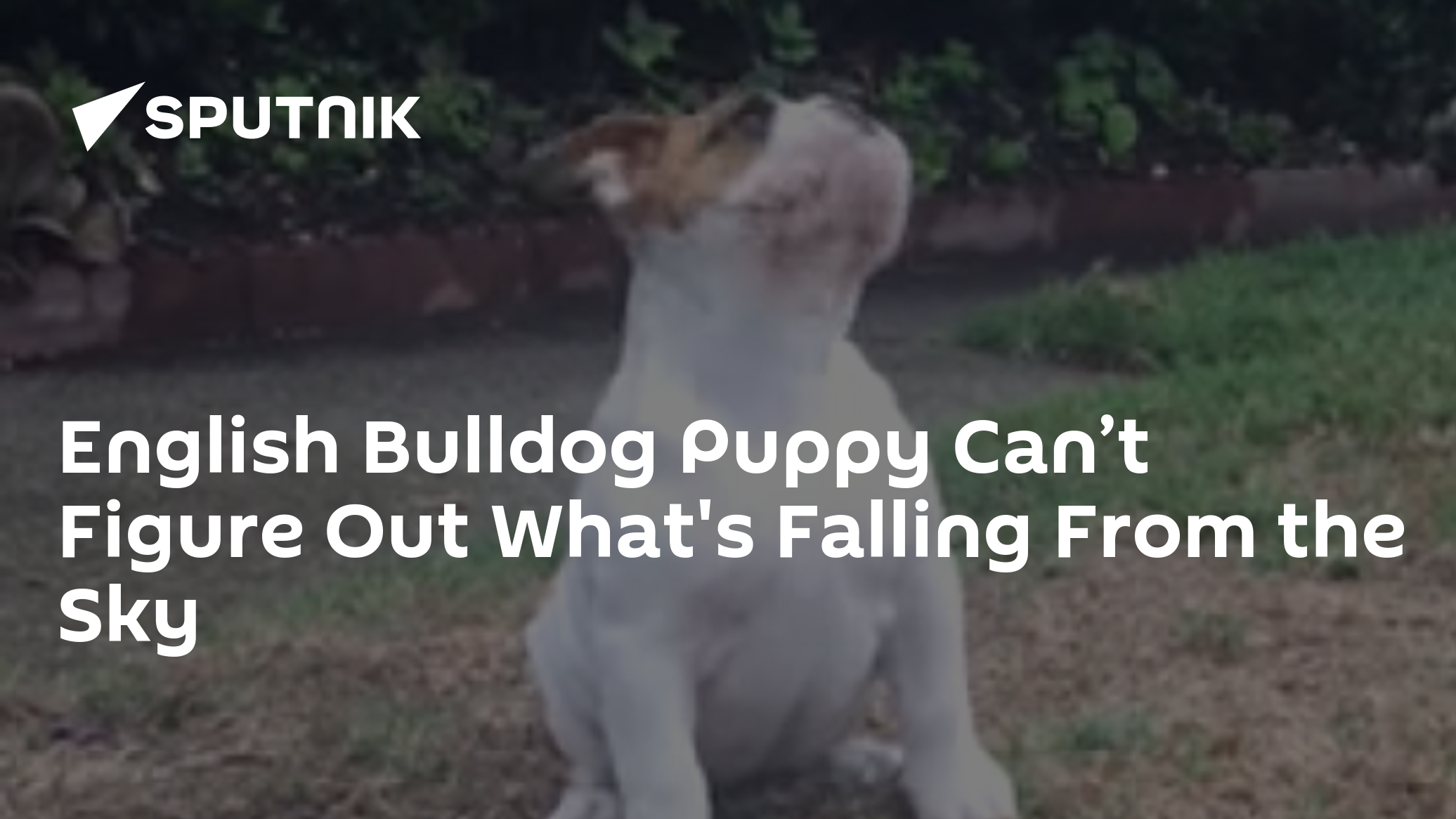 English Bulldog Puppy Can’t Figure Out What's Falling From the Sky - 22 ...
