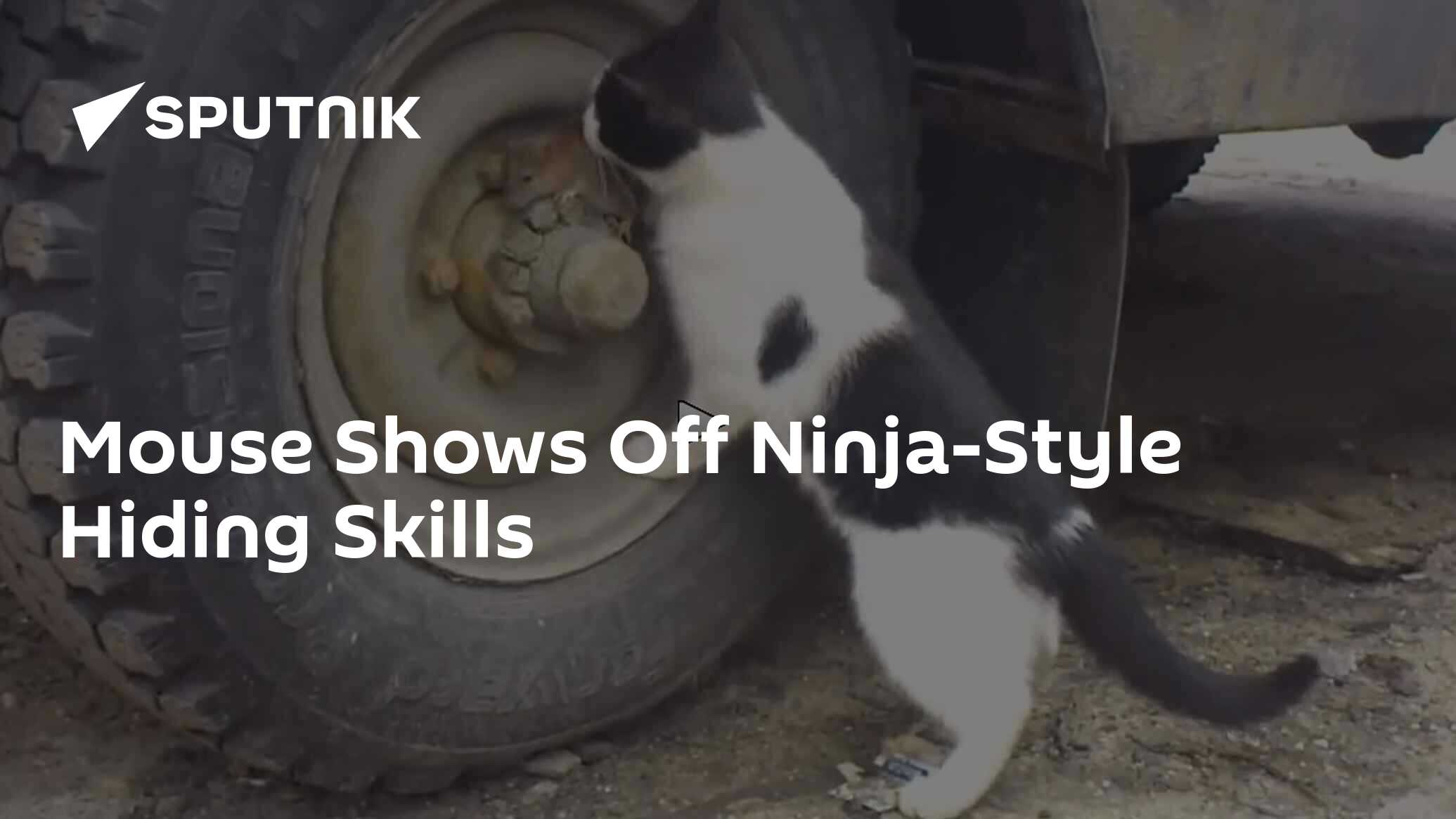 Mouse Shows Off Ninja-Style Hiding Skills - 02.11.2015, Sputnik ...