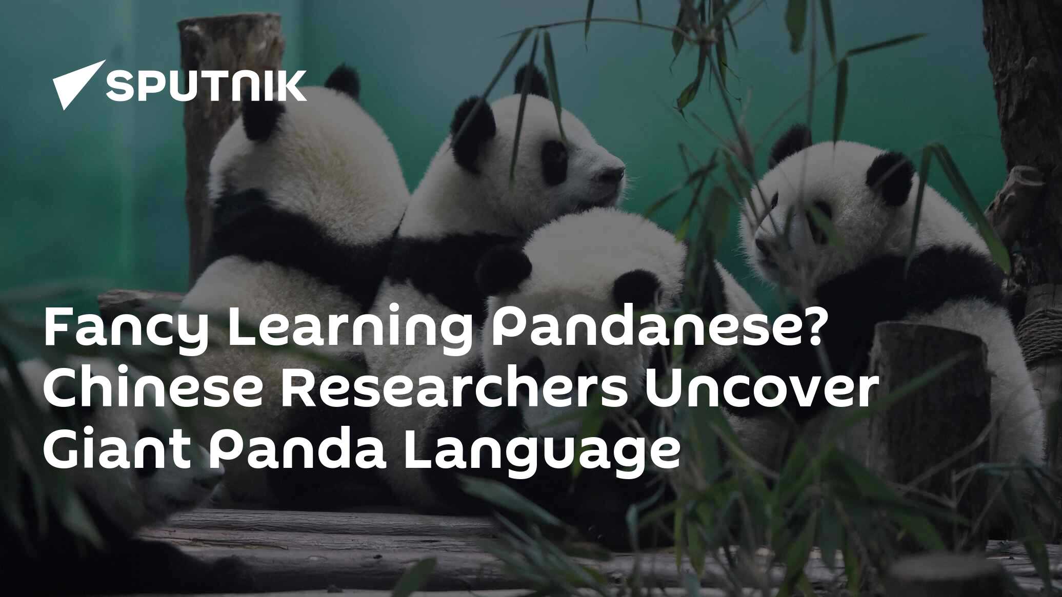 Fancy Learning Pandanese? Chinese Researchers Uncover Giant Panda ...
