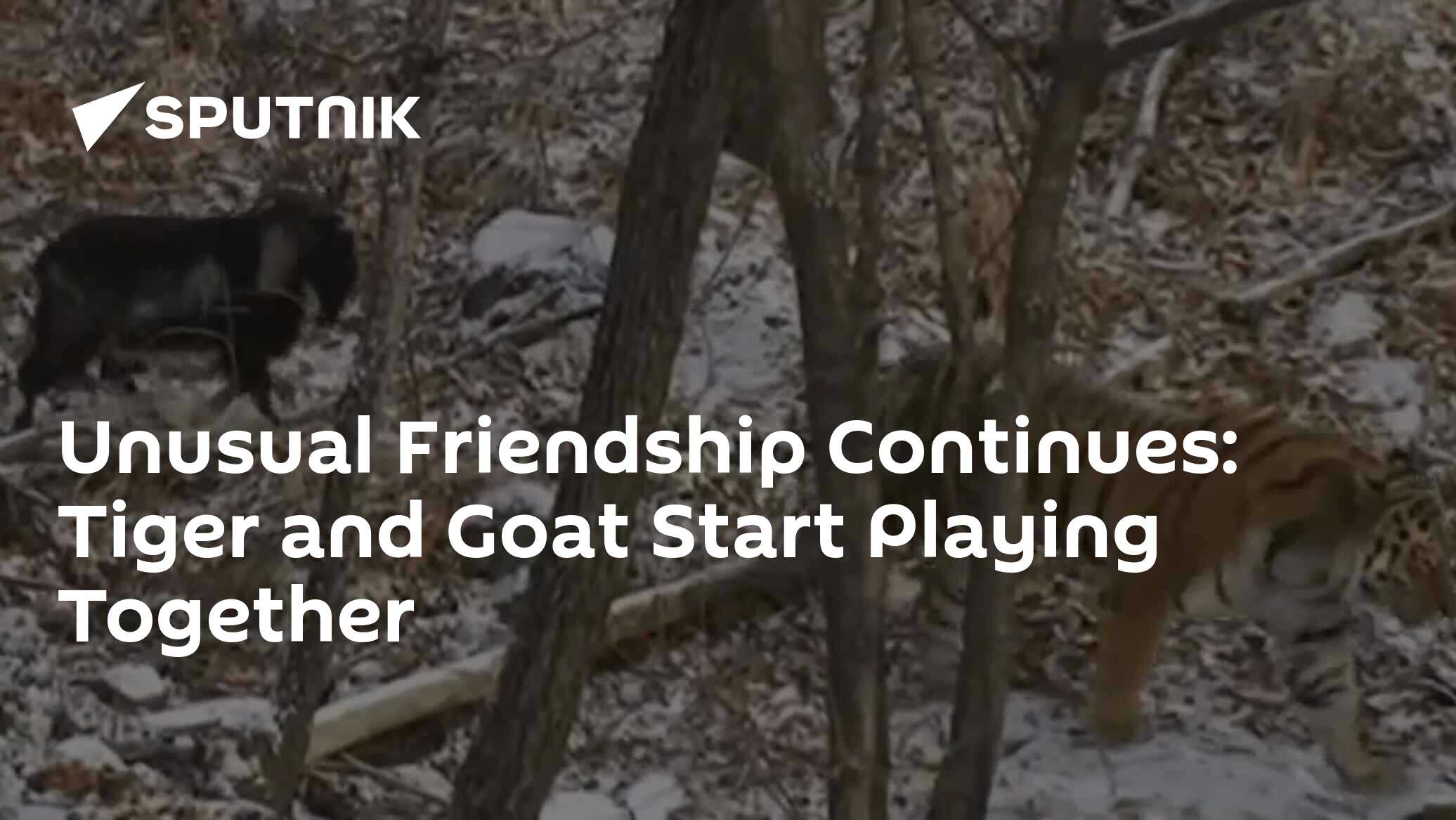 Unusual Friendship Continues: Tiger and Goat Start Playing Together ...