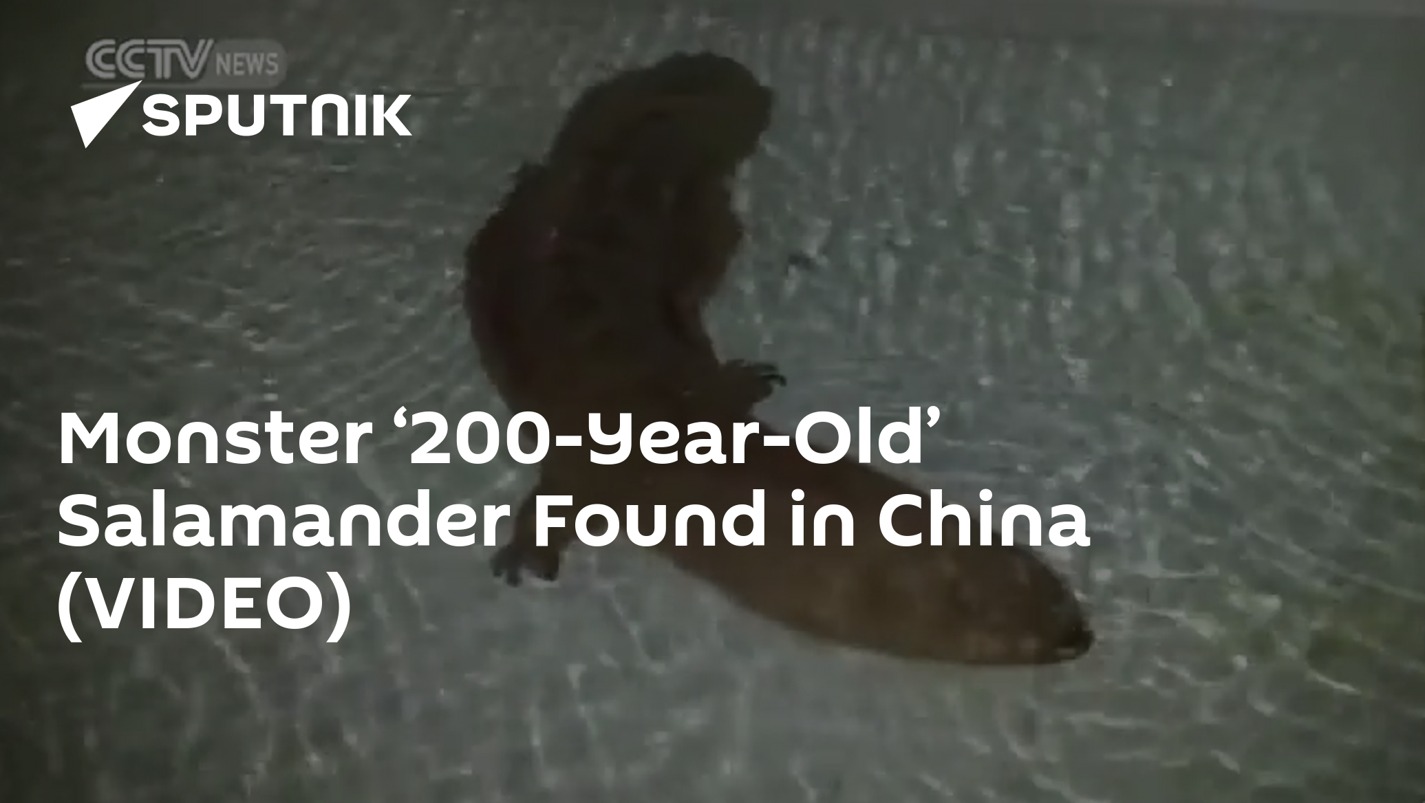 Monster ‘200-Year-Old’ Salamander Found in China (VIDEO) - 16.12.2015 ...