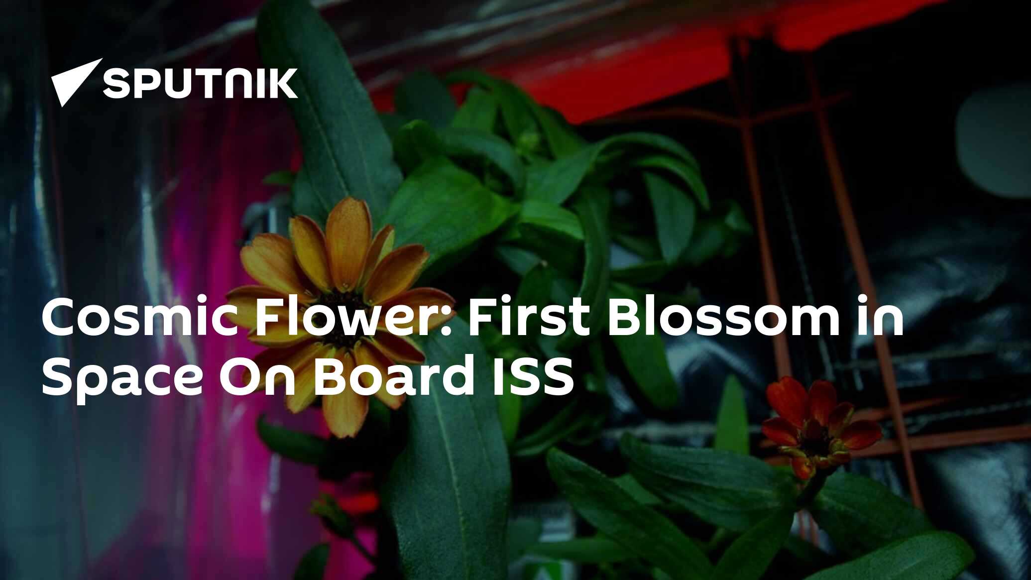 Cosmic Flower: First Blossom in Space On Board ISS - 17.01.2016 ...