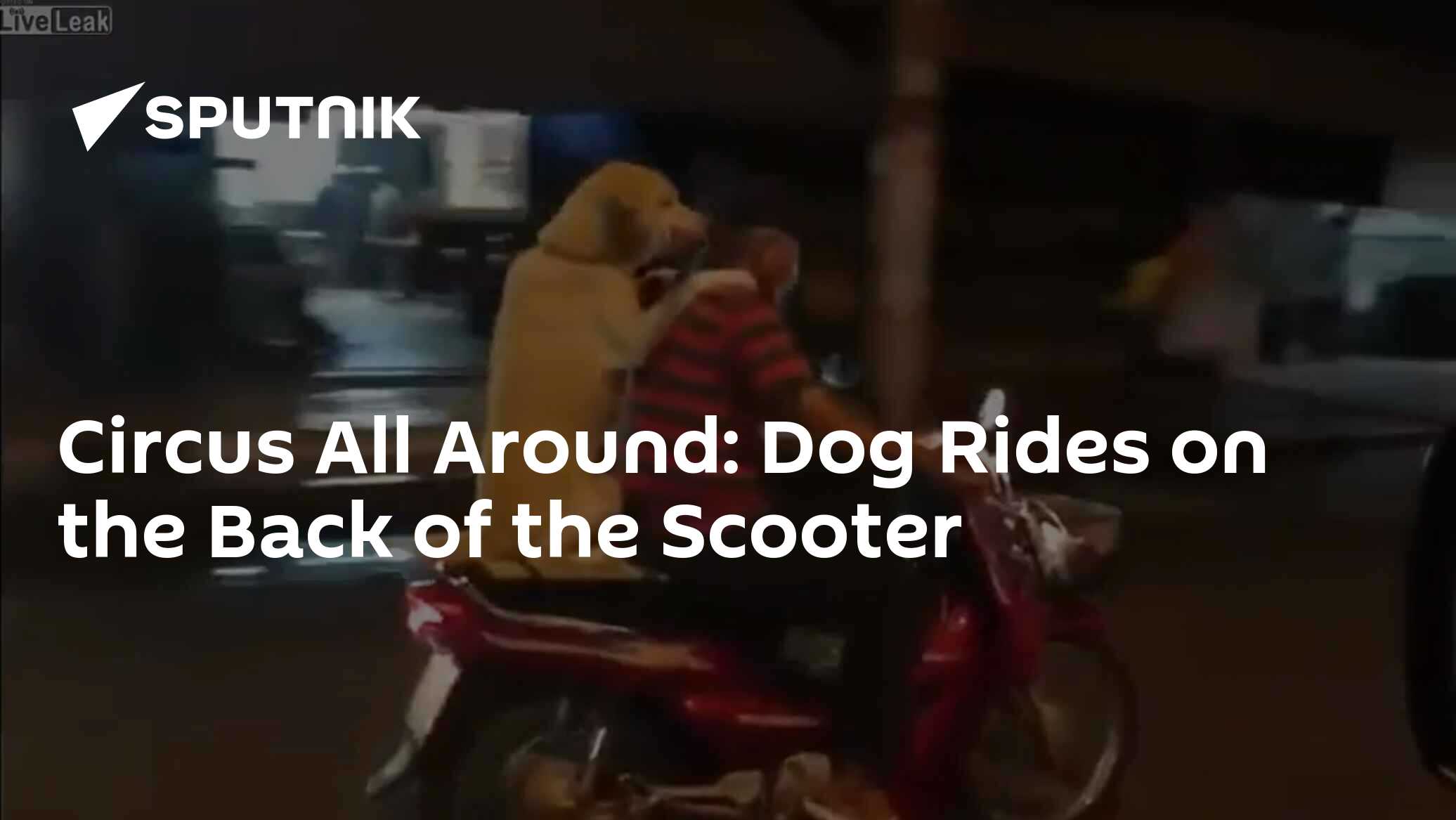 Circus All Around: Dog Rides on the Back of the Scooter - 25.01.2016 ...