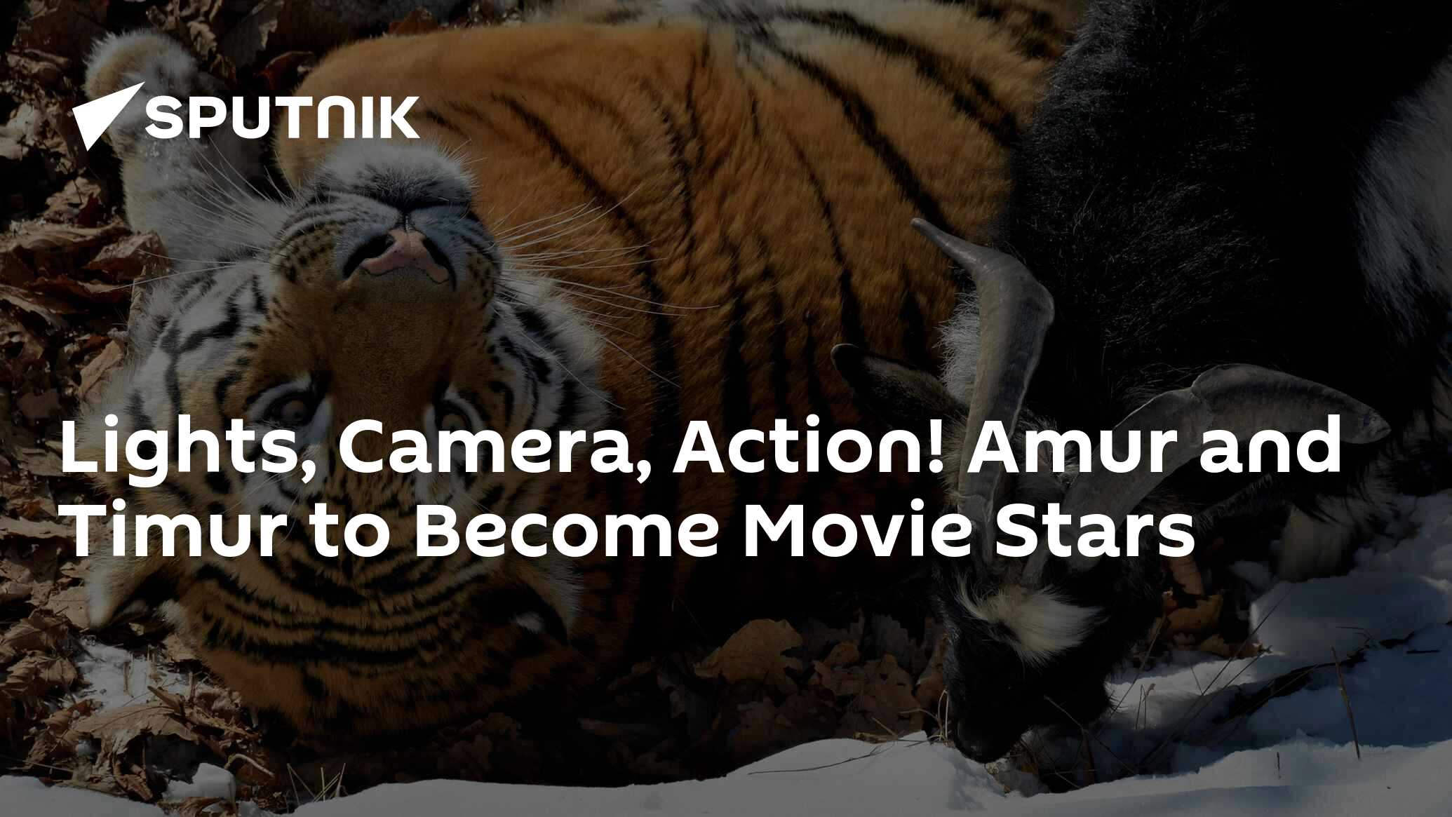 Lights, Camera, Action! Amur and Timur to Become Movie Stars - 26.01. ...
