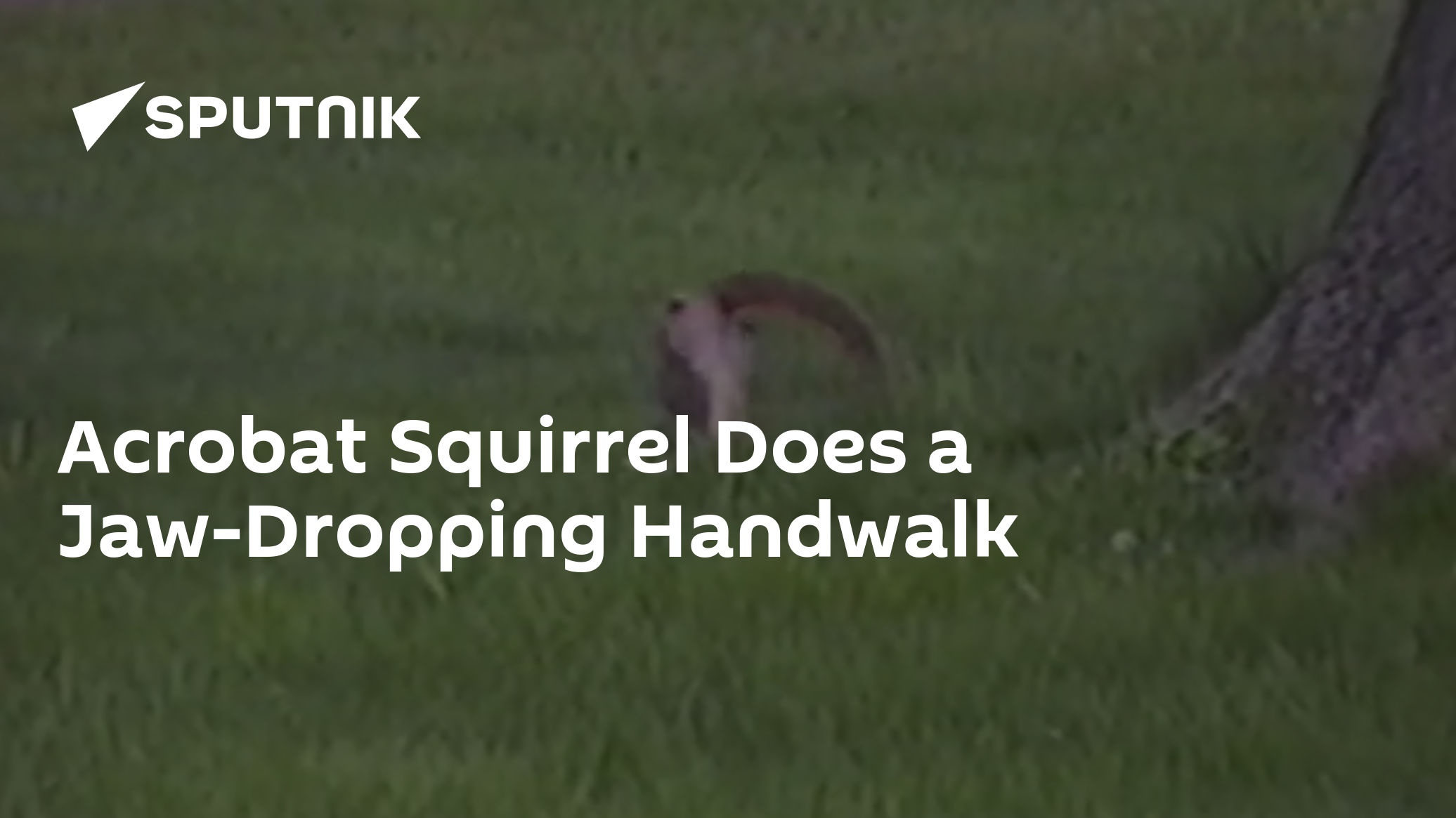 Acrobat Squirrel Does a Jaw-Dropping Handwalk - 16.02.2016, Sputnik ...