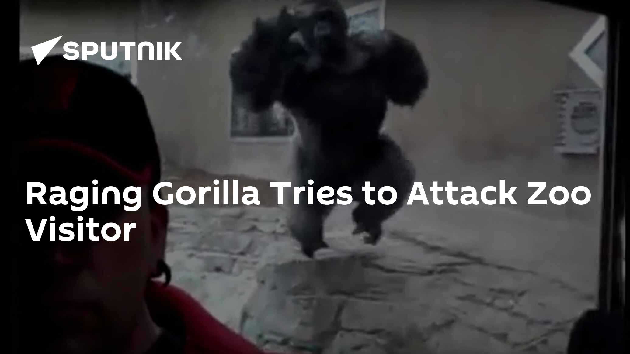 Raging Gorilla Tries to Attack Zoo Visitor - 31.03.2016, Sputnik ...