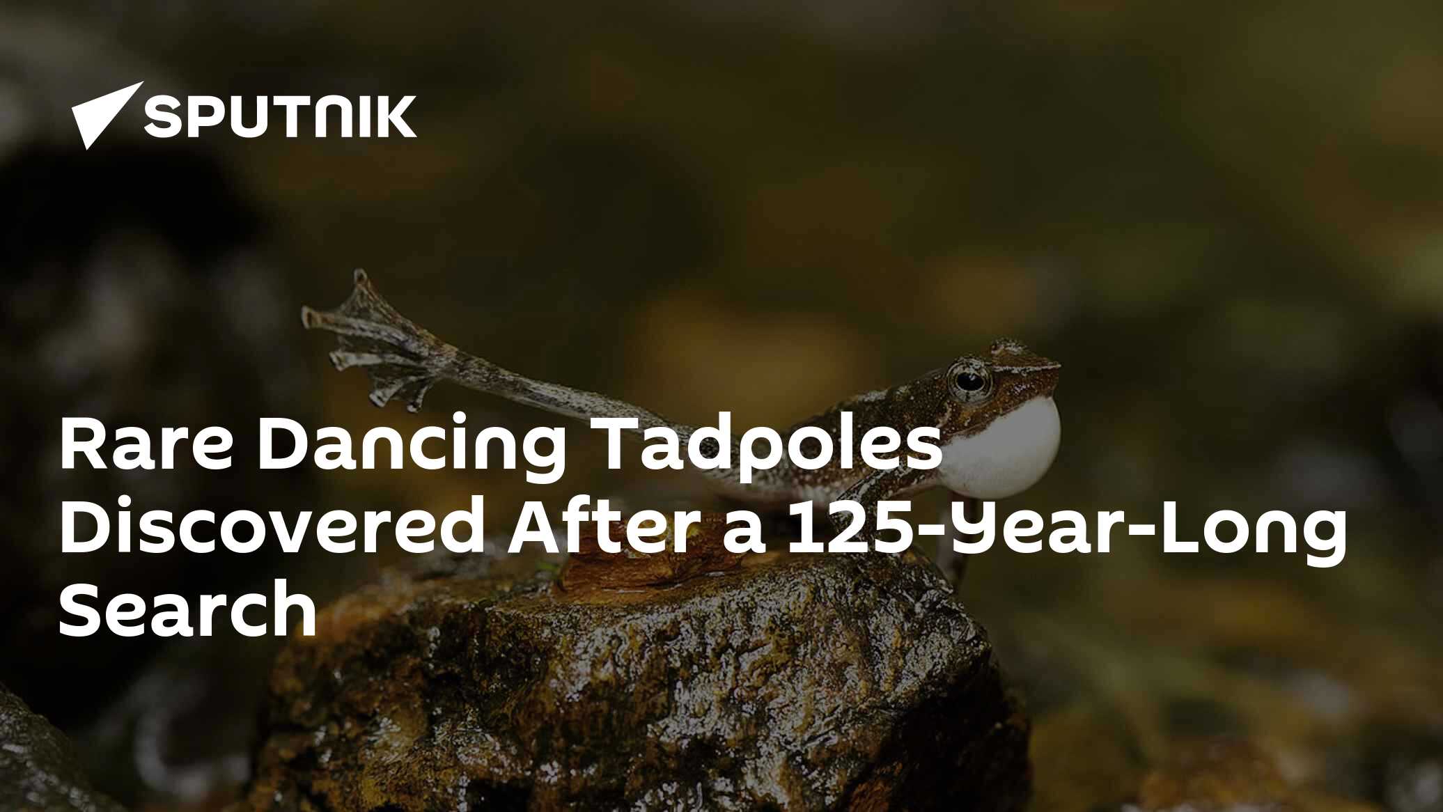 Rare Dancing Tadpoles Discovered After a 125-Year-Long Search - 01.04. ...