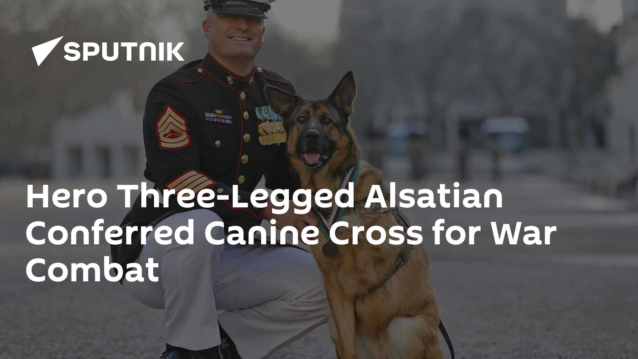 Hero Three-Legged Alsatian Conferred Canine Cross for War Combat - 05. ...