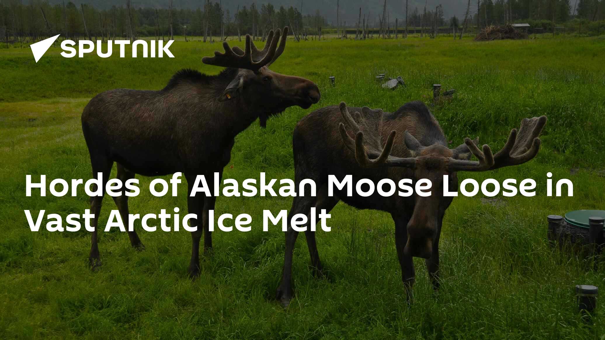 Hordes of Alaskan Moose Loose in Vast Arctic Ice Melt - 16.04.2016 ...