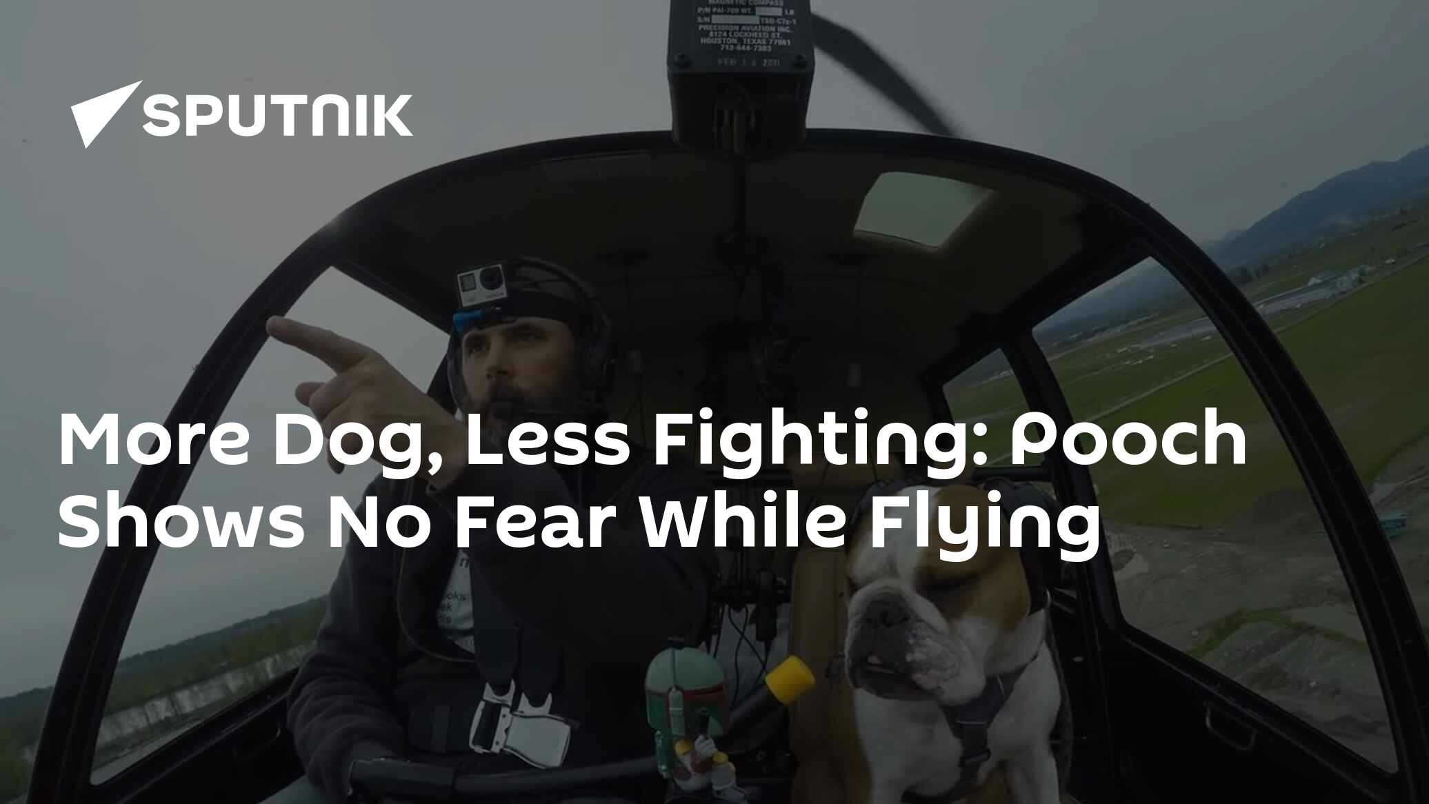 More Dog, Less Fighting: Pooch Shows No Fear While Flying - 17.04.2016 ...