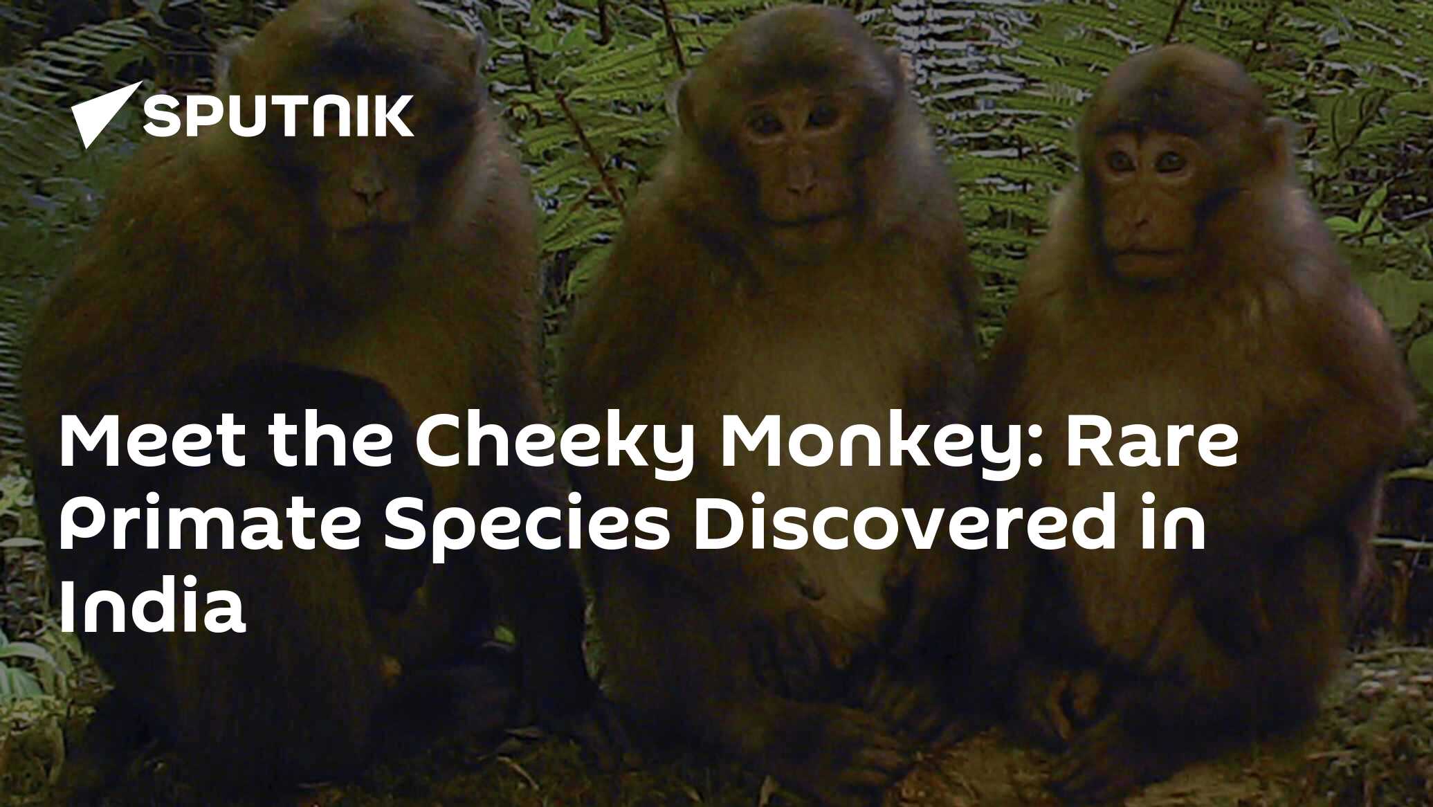 Meet the Cheeky Monkey: Rare Primate Species Discovered in India - 25. ...