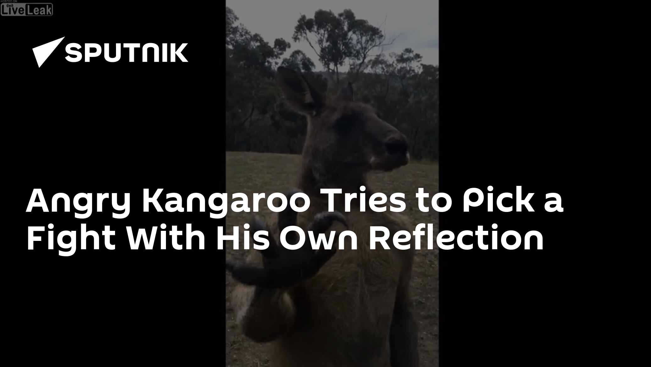 Angry Kangaroo Tries to Pick a Fight With His Own Reflection - 30.04. ...