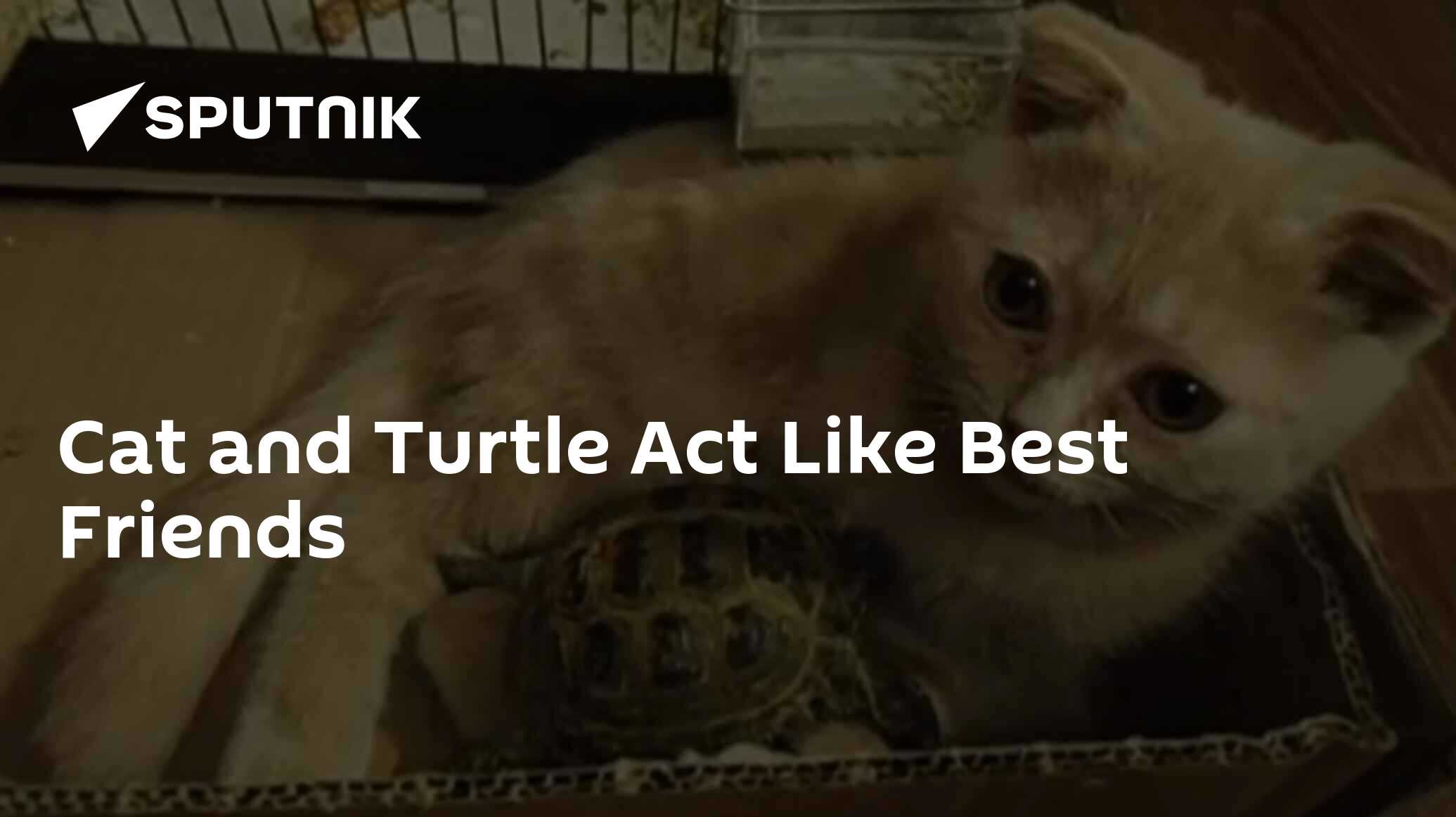 Cat and Turtle Act Like Best Friends - 01.05.2016, Sputnik International