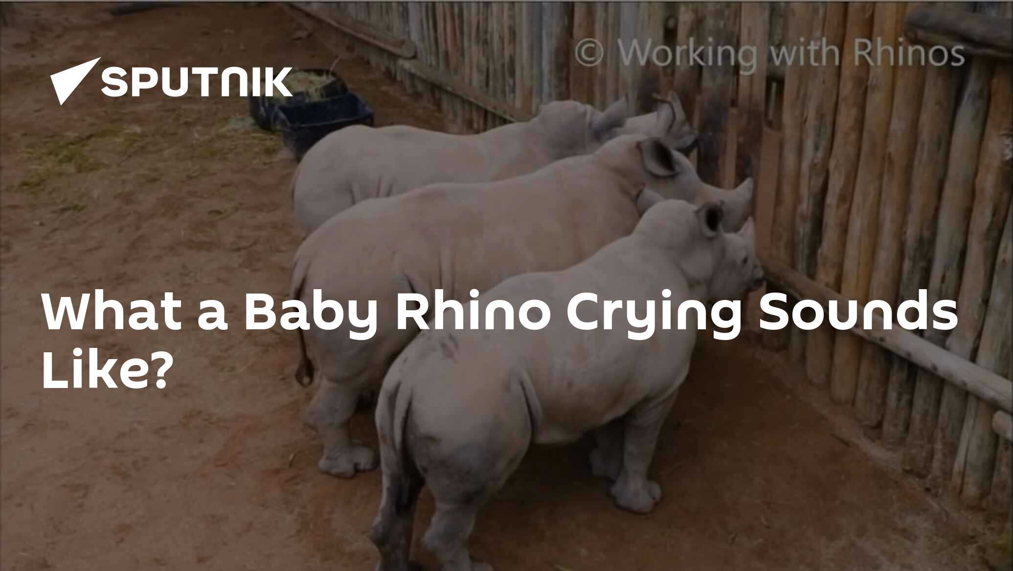 What a Baby Rhino Crying Sounds Like? - 17.05.2016, Sputnik International
