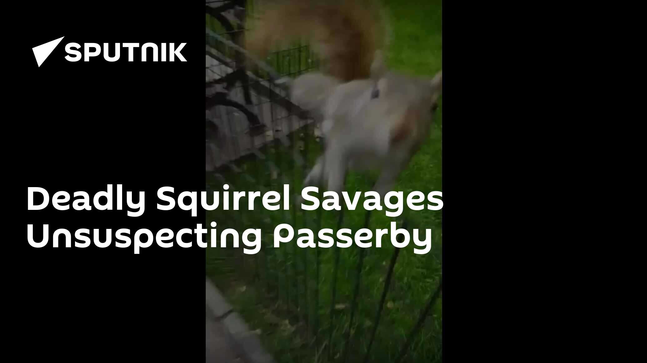 Deadly Squirrel Savages Unsuspecting Passerby - 26.05.2016, Sputnik ...