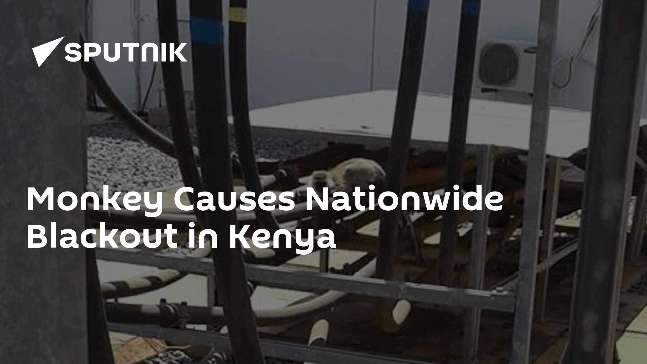 Monkey Causes Nationwide Blackout in Kenya - 08.06.2016, Sputnik ...