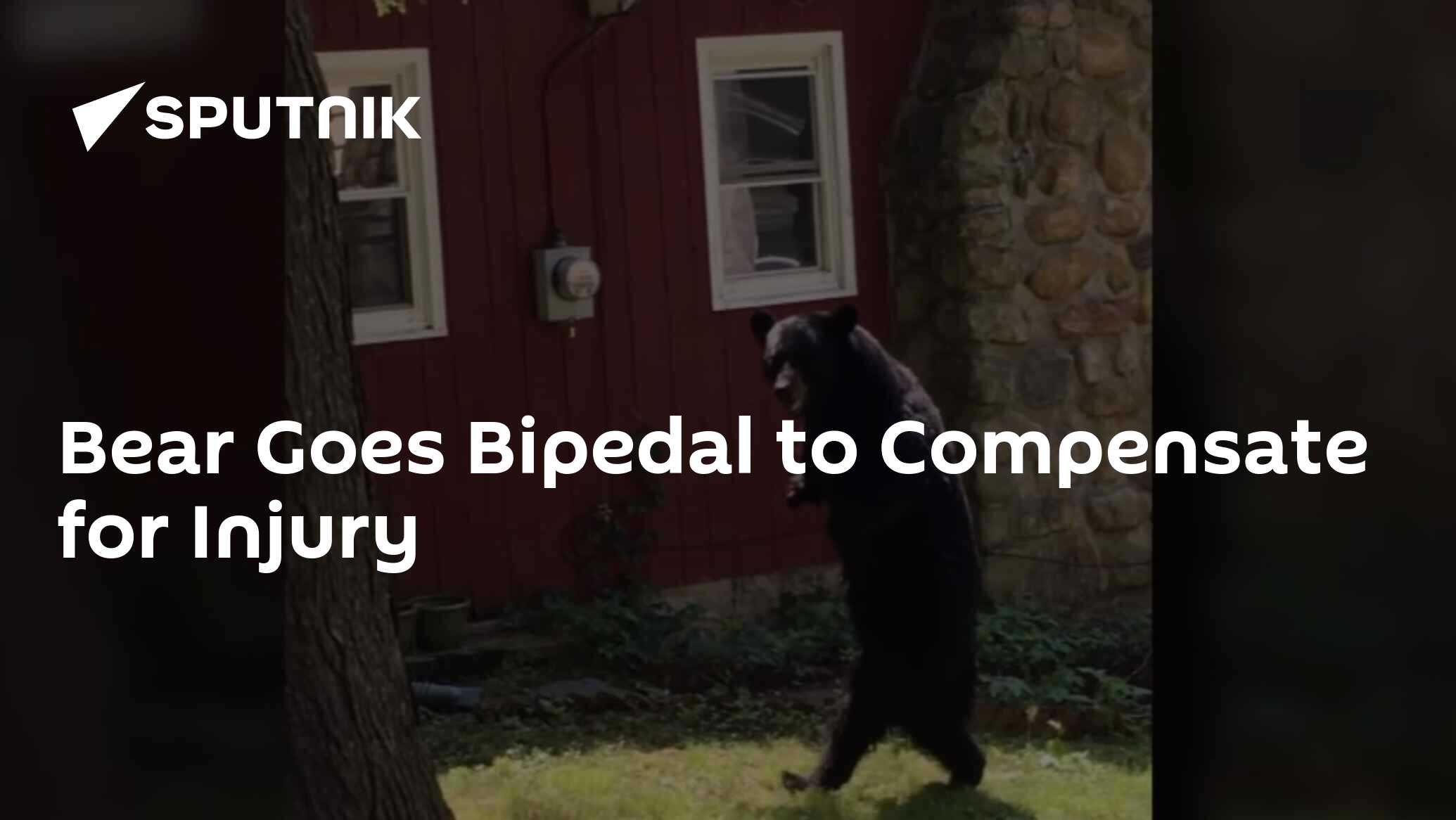 Bear Goes Bipedal to Compensate for Injury - 27.06.2016, Sputnik ...