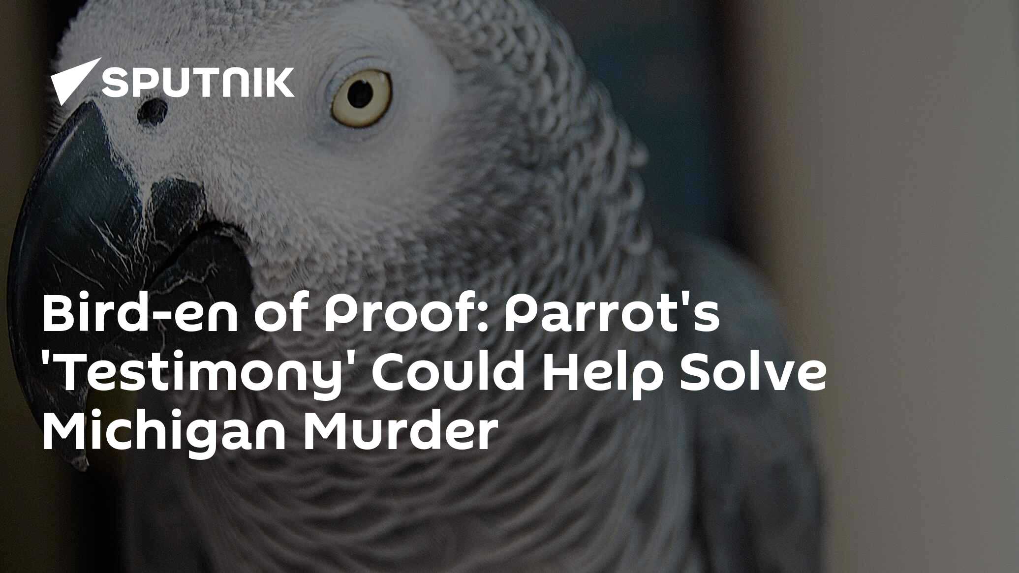Bird-en of Proof: Parrot's 'Testimony' Could Help Solve Michigan Murder ...