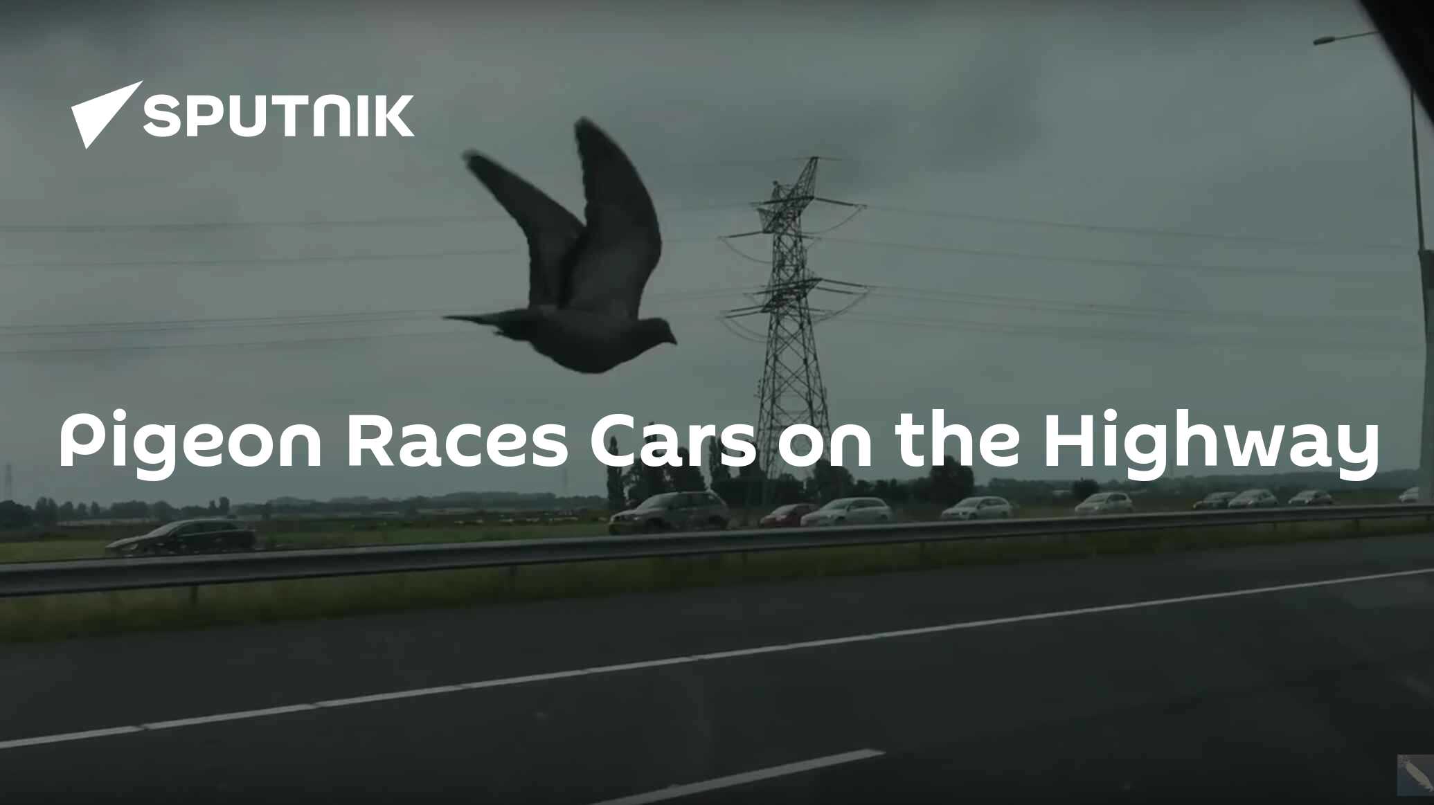 Pigeon Races Cars on the Highway - 05.08.2016, Sputnik International