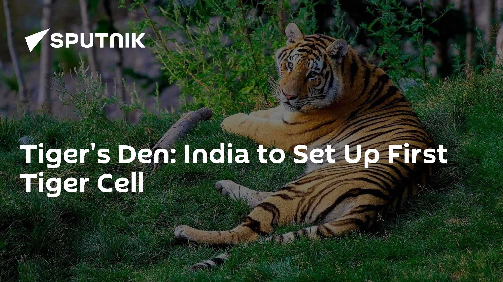 Tiger's Den: India to Set Up First Tiger Cell - 05.08.2016, Sputnik ...