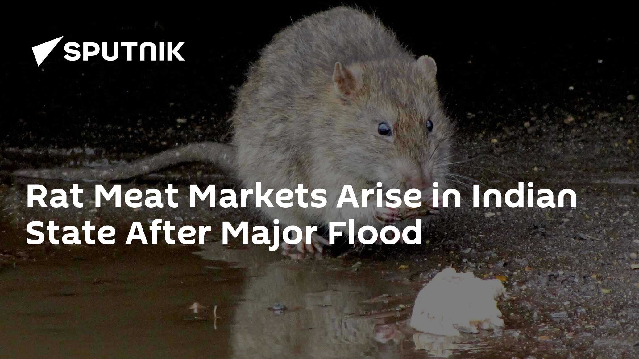 Rat Meat Markets Arise in Indian State After Major Flood - 08.08.2016 ...