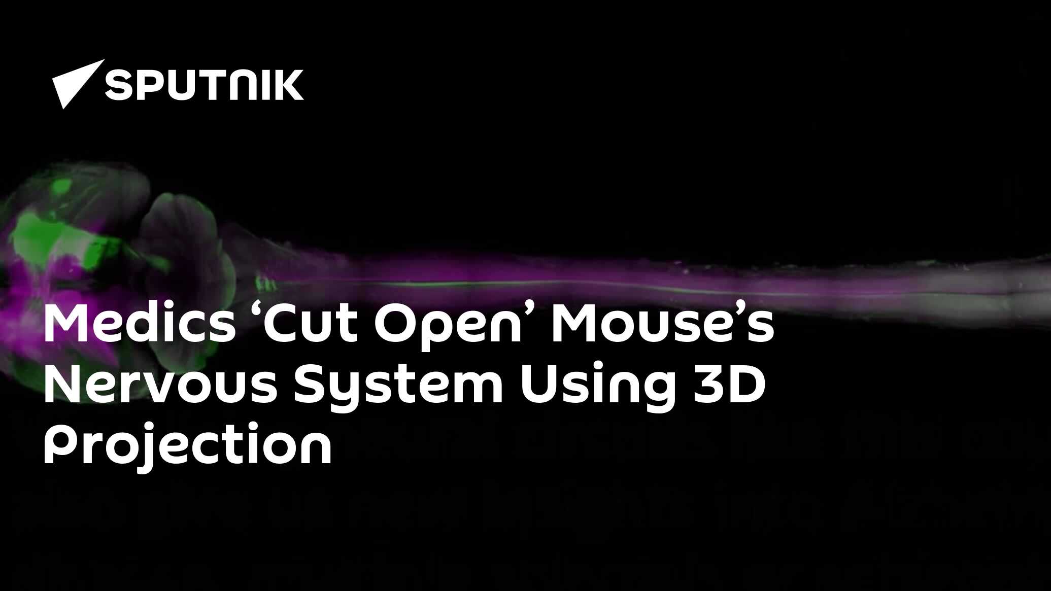 Medics ‘Cut Open’ Mouse’s Nervous System Using 3D Projection - 23.08. ...