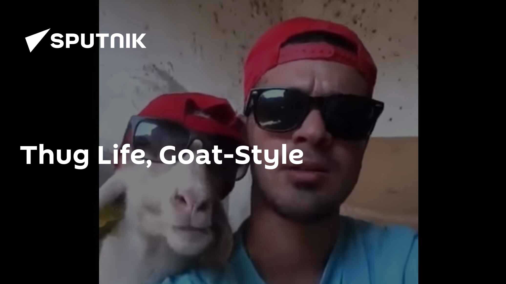 Thug Life, Goat-Style - 06.09.2016, Sputnik International