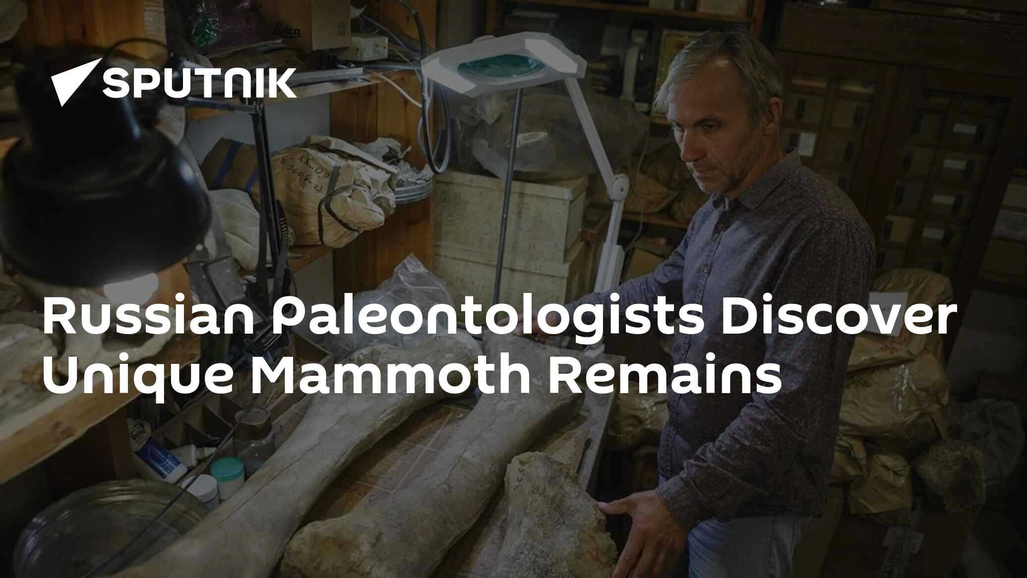 Russian Paleontologists Discover Unique Mammoth Remains - 23.09.2016 ...