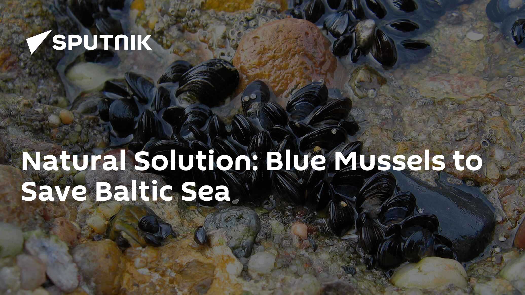 Natural Solution: Blue Mussels to Save Baltic Sea - 29.09.2016, Sputnik ...