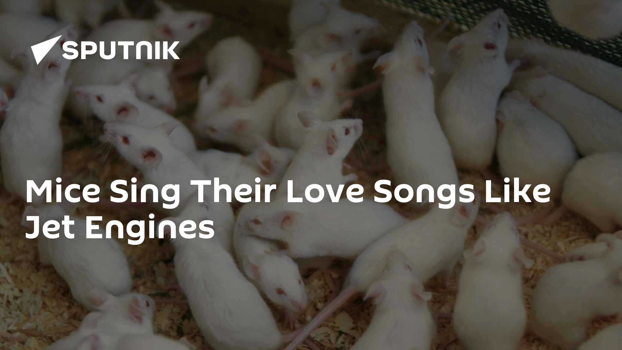 Mice Sing Their Love Songs Like Jet Engines - 11.10.2016, Sputnik ...